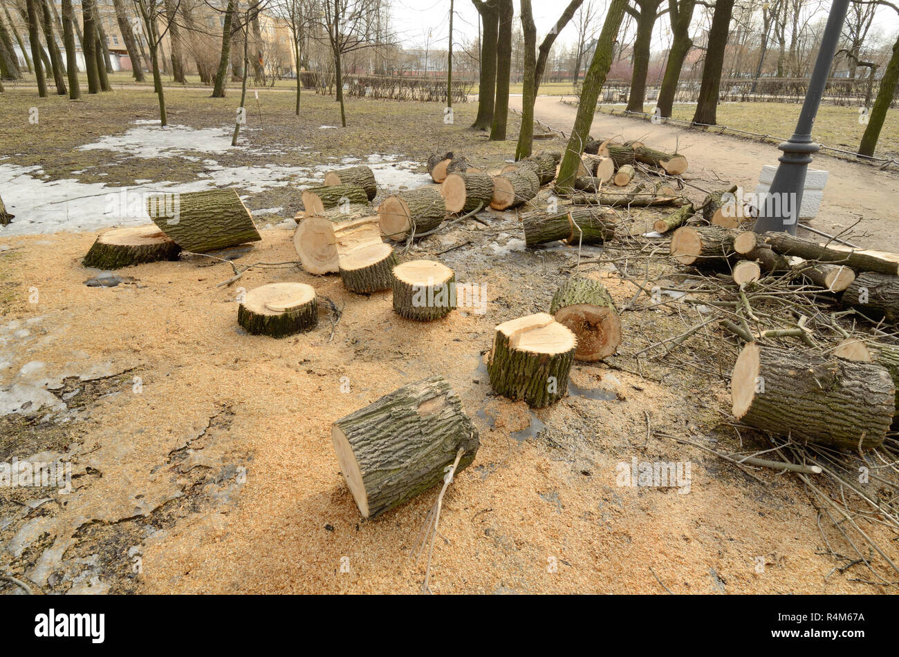 Cleaning the Park.Old trees are being cut down.They cut them into lumps ...