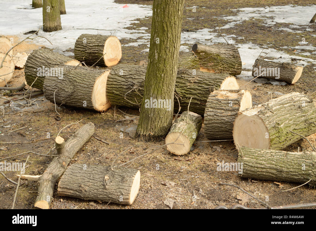 Cleaning the Park.Old trees are being cut down.They cut them into lumps ...