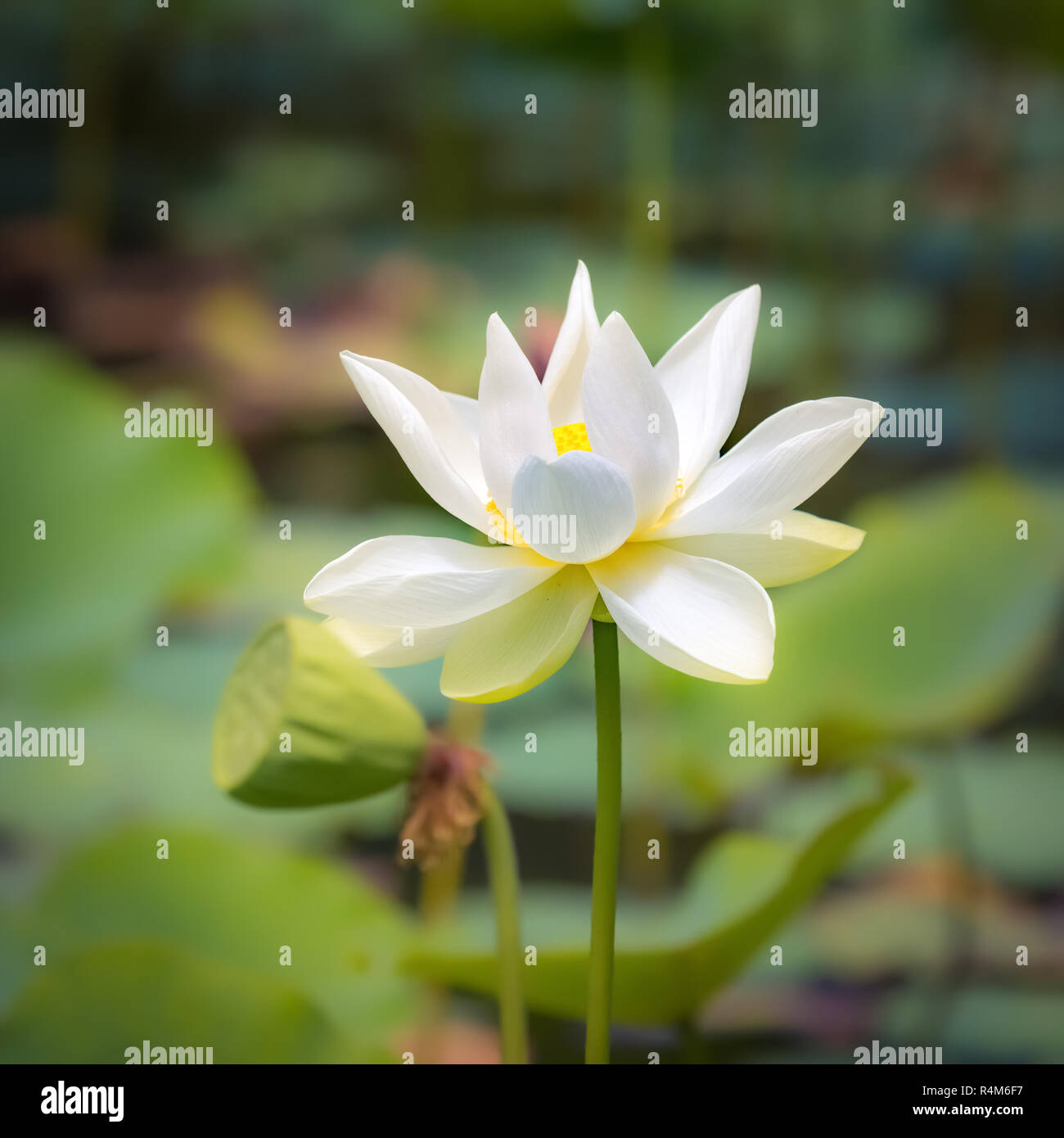Closeup lotus flower Stock Photo - Alamy