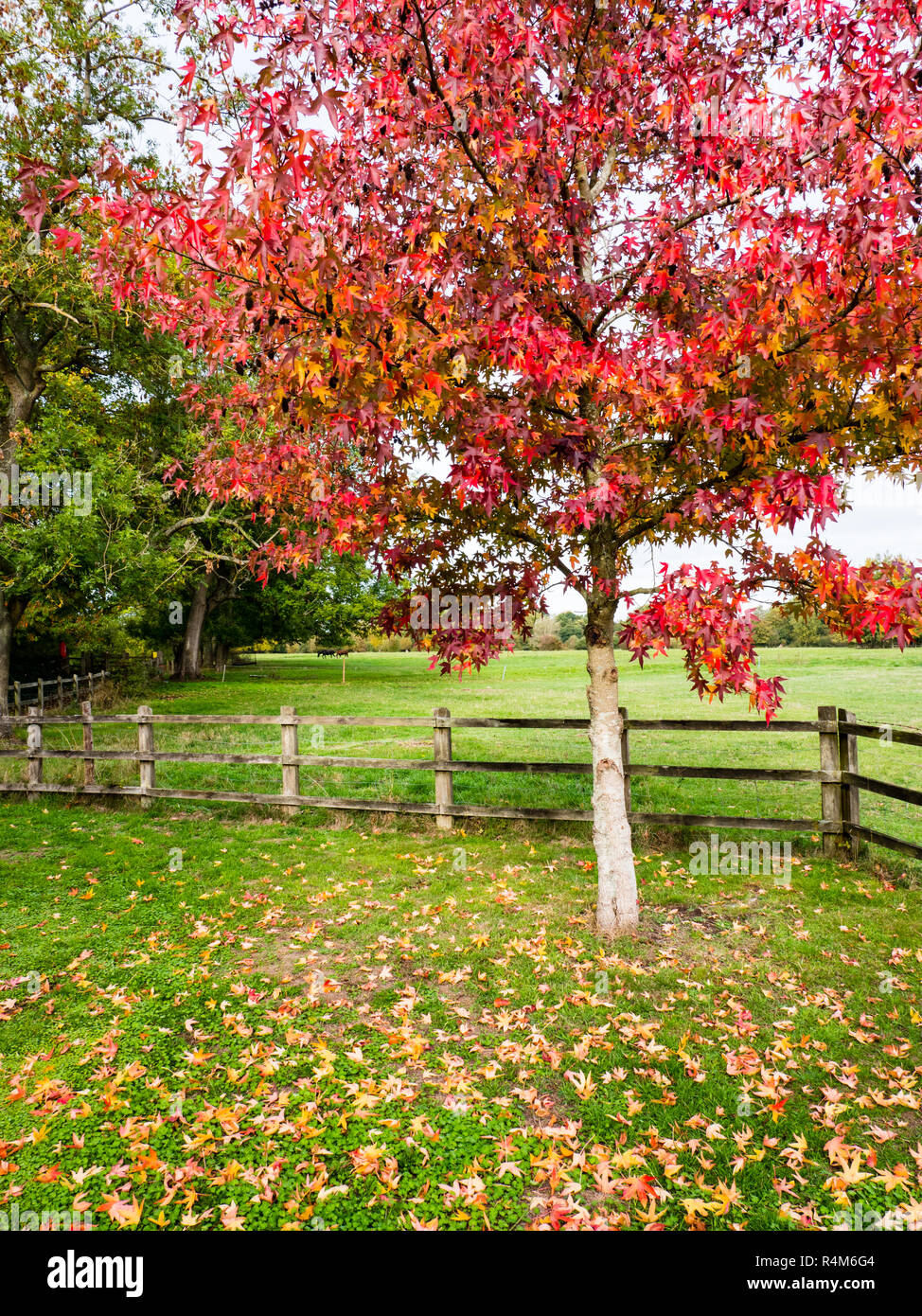 Autumn cookham england hi-res stock photography and images - Alamy