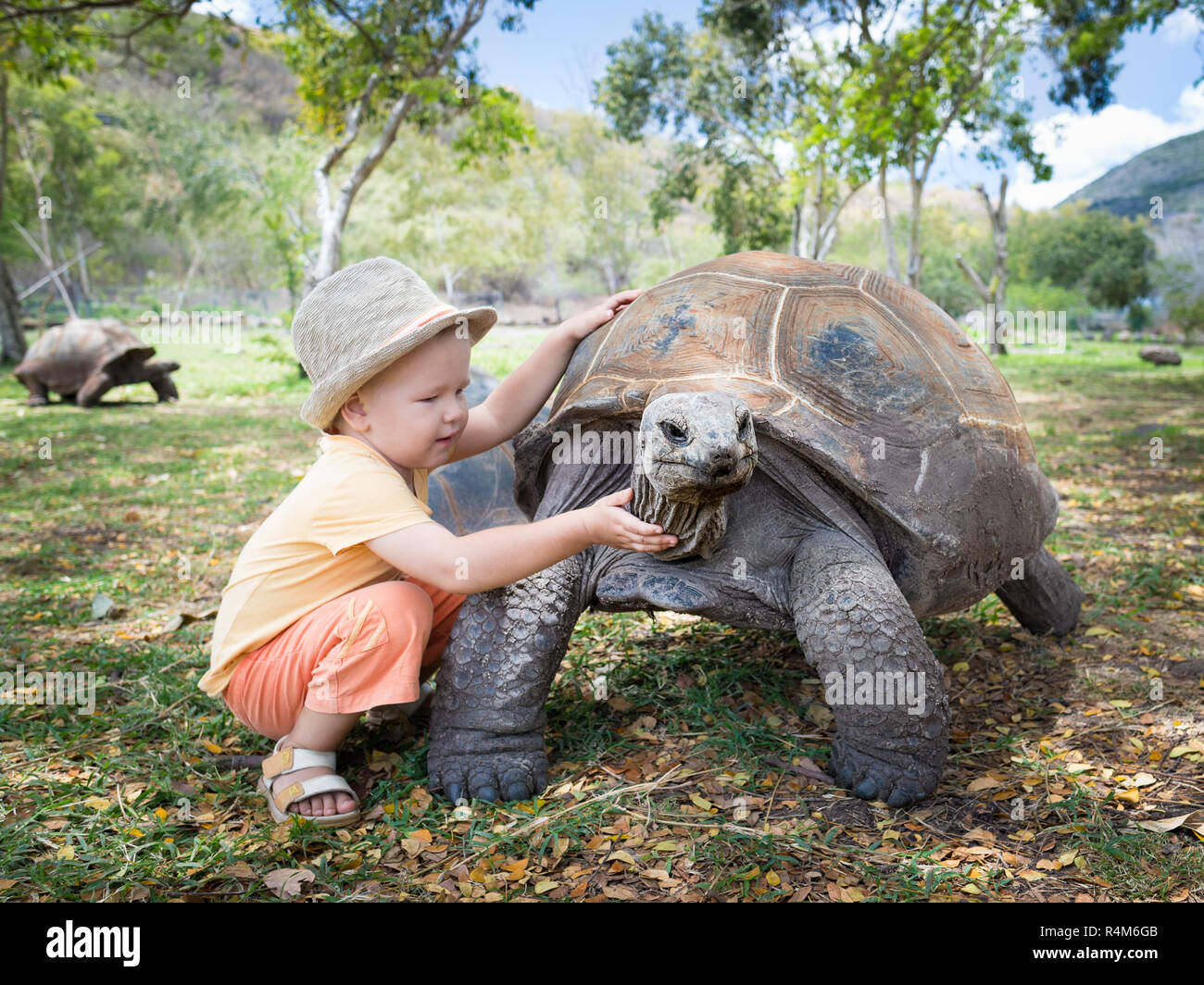 Aldabra giant tortoise and child Stock Photo - Alamy
