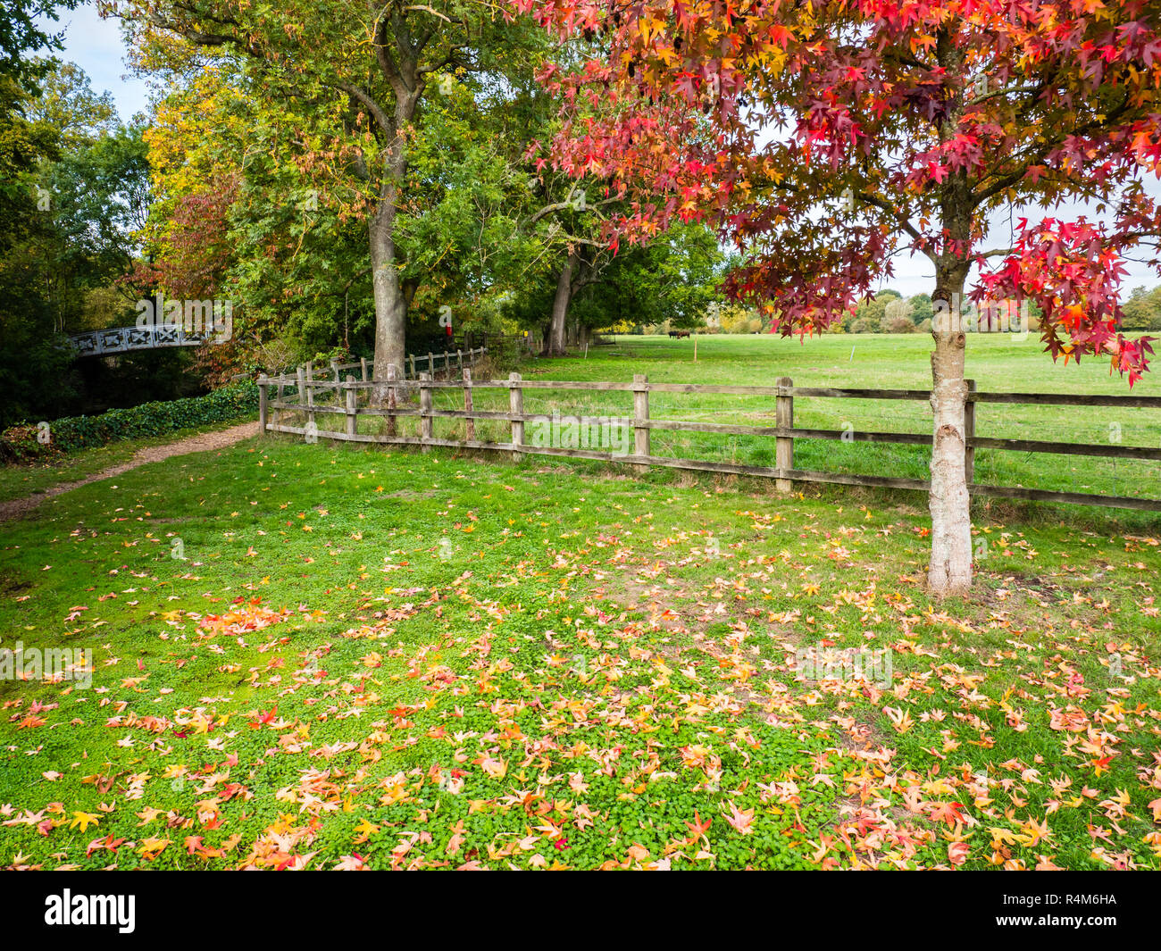 Red Tree, Cookham Lock, Cookham, River Thames, Berkshire, England, UK ...