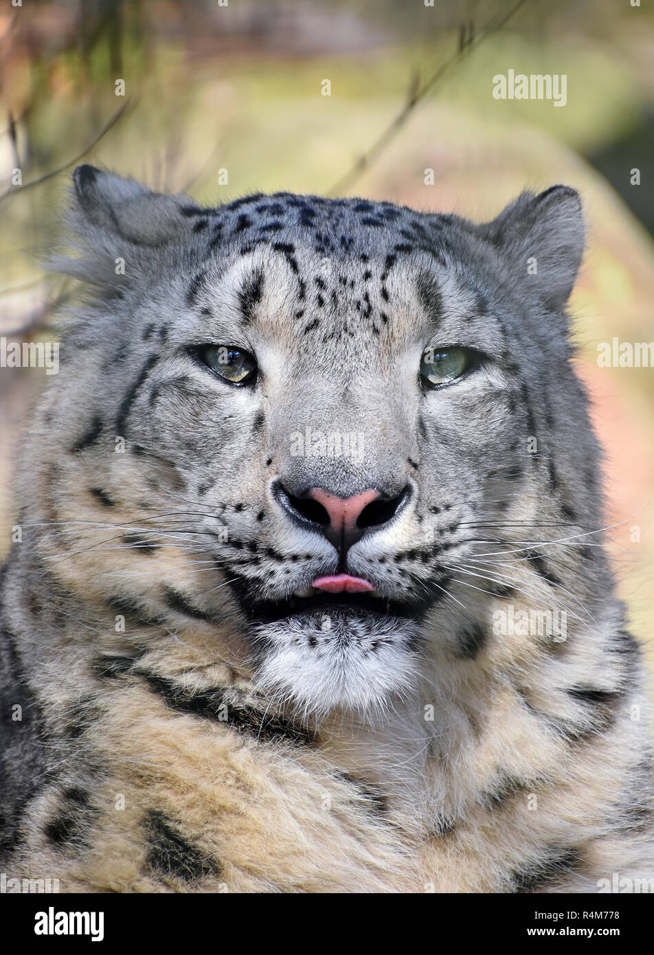 Close up portrait of snow leopard Stock Photo - Alamy