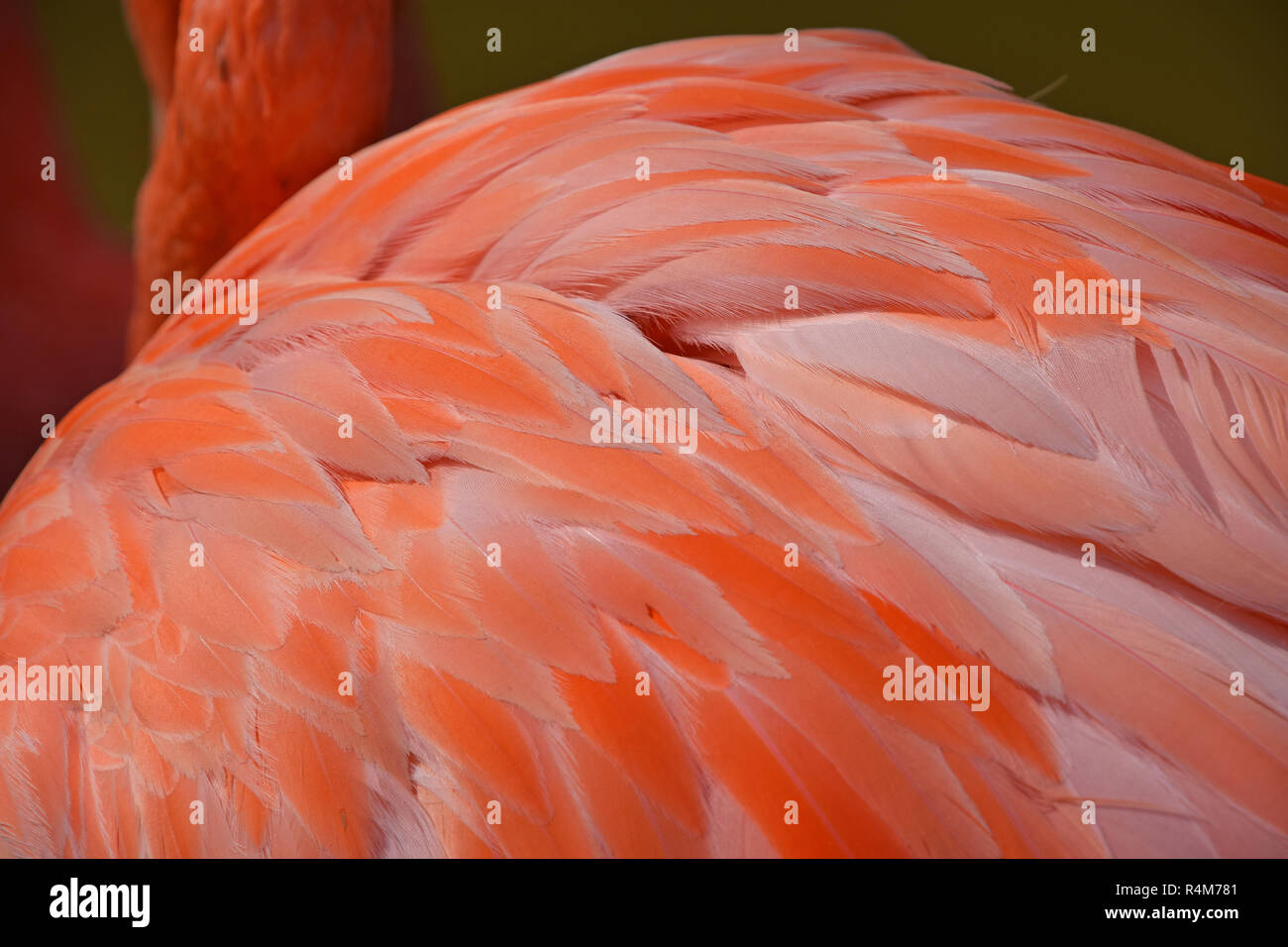 Peeking flamingo hi-res stock photography and images - Alamy