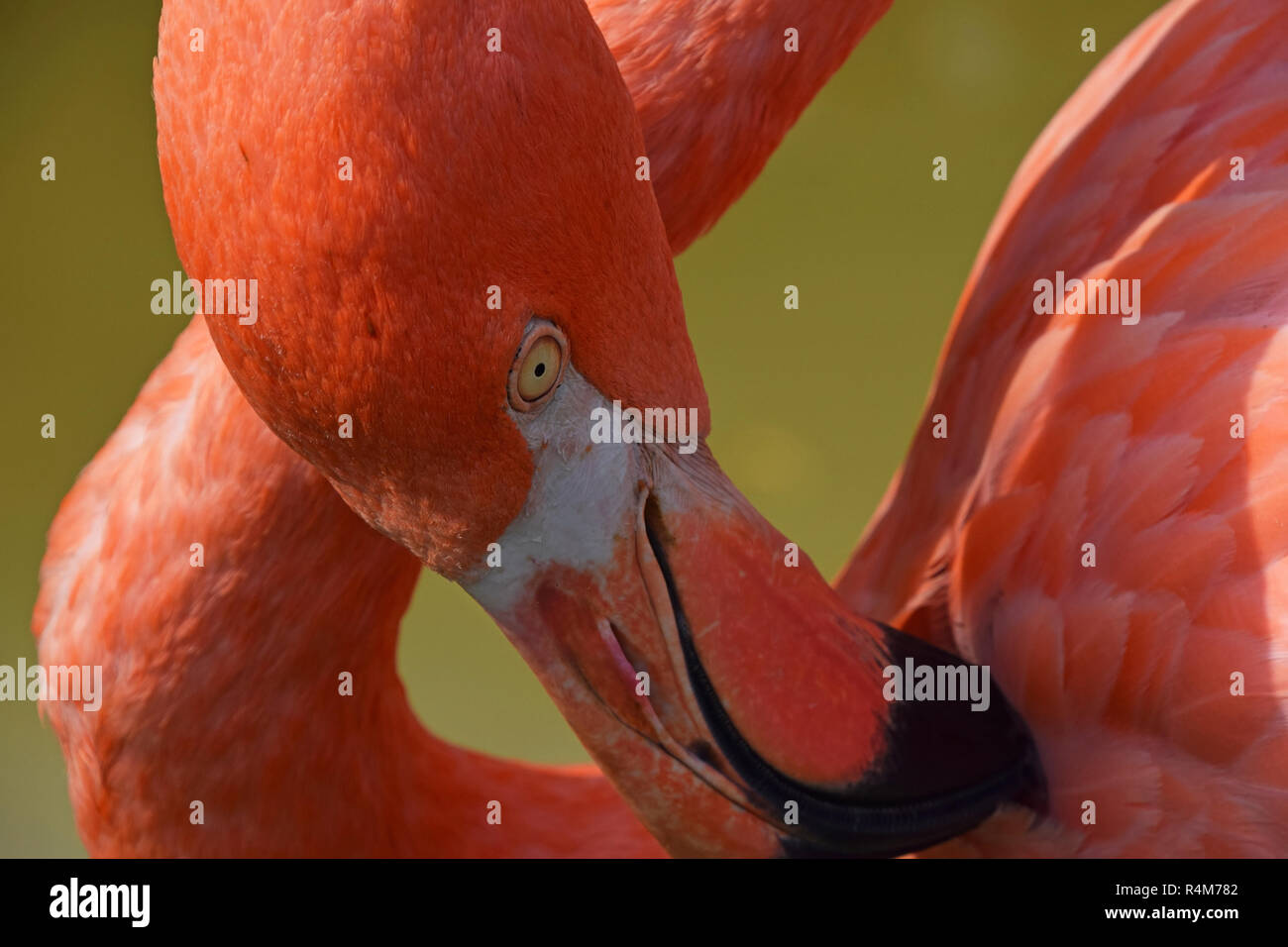 Peeking flamingo hi-res stock photography and images - Alamy