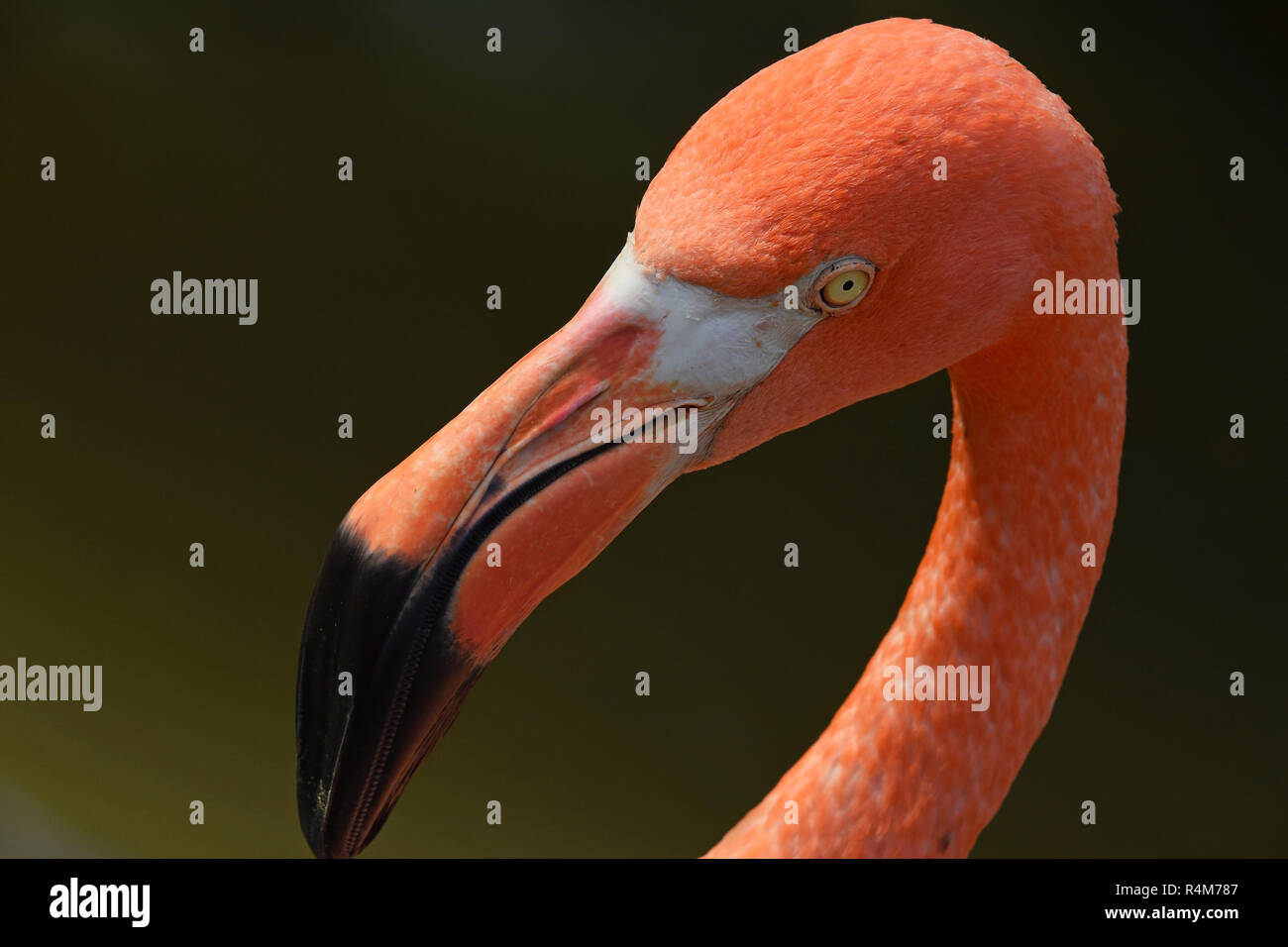 Close up side profile portrait of pink flamingo Stock Photo - Alamy