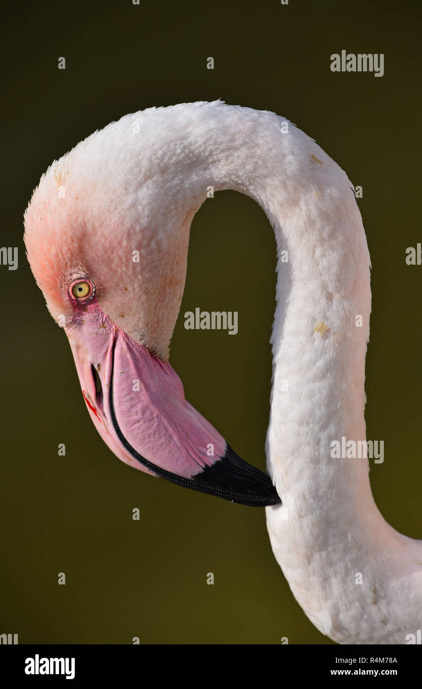 Close up side profile portrait of pink flamingo Stock Photo - Alamy