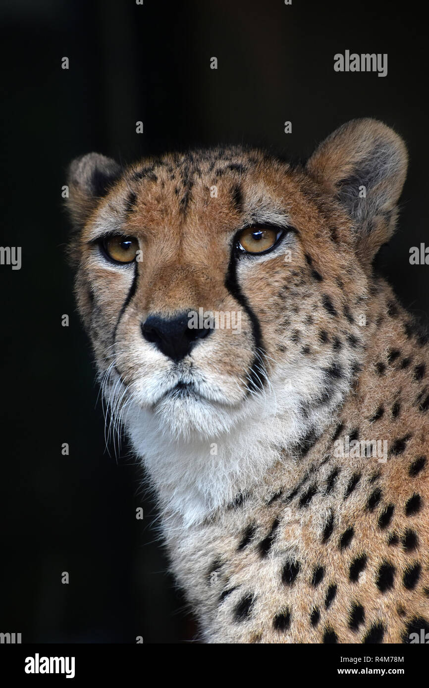 Cheetah at night hi-res stock photography and images - Alamy