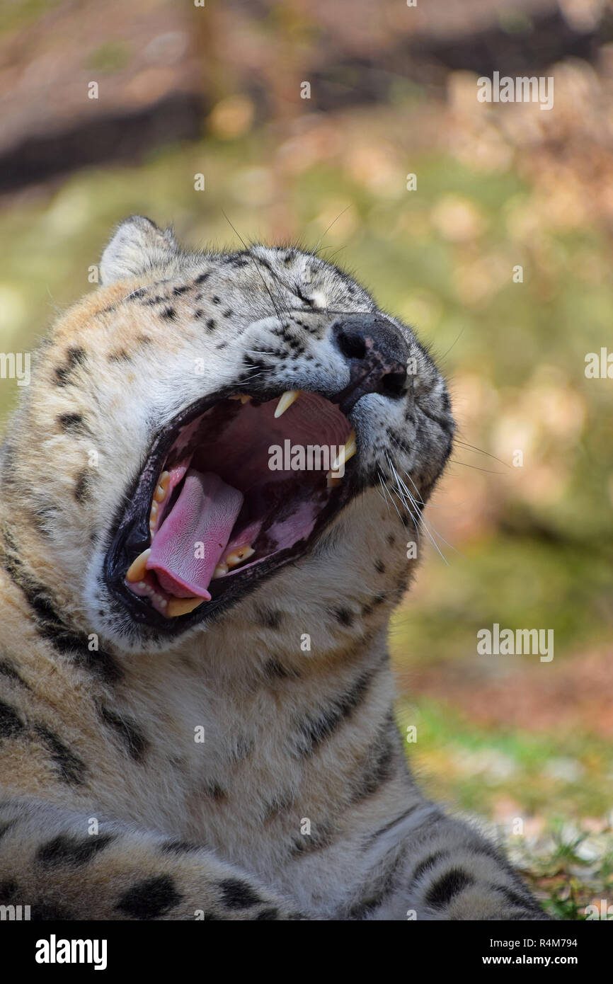 Close up portrait of snow leopard yawning Stock Photo - Alamy