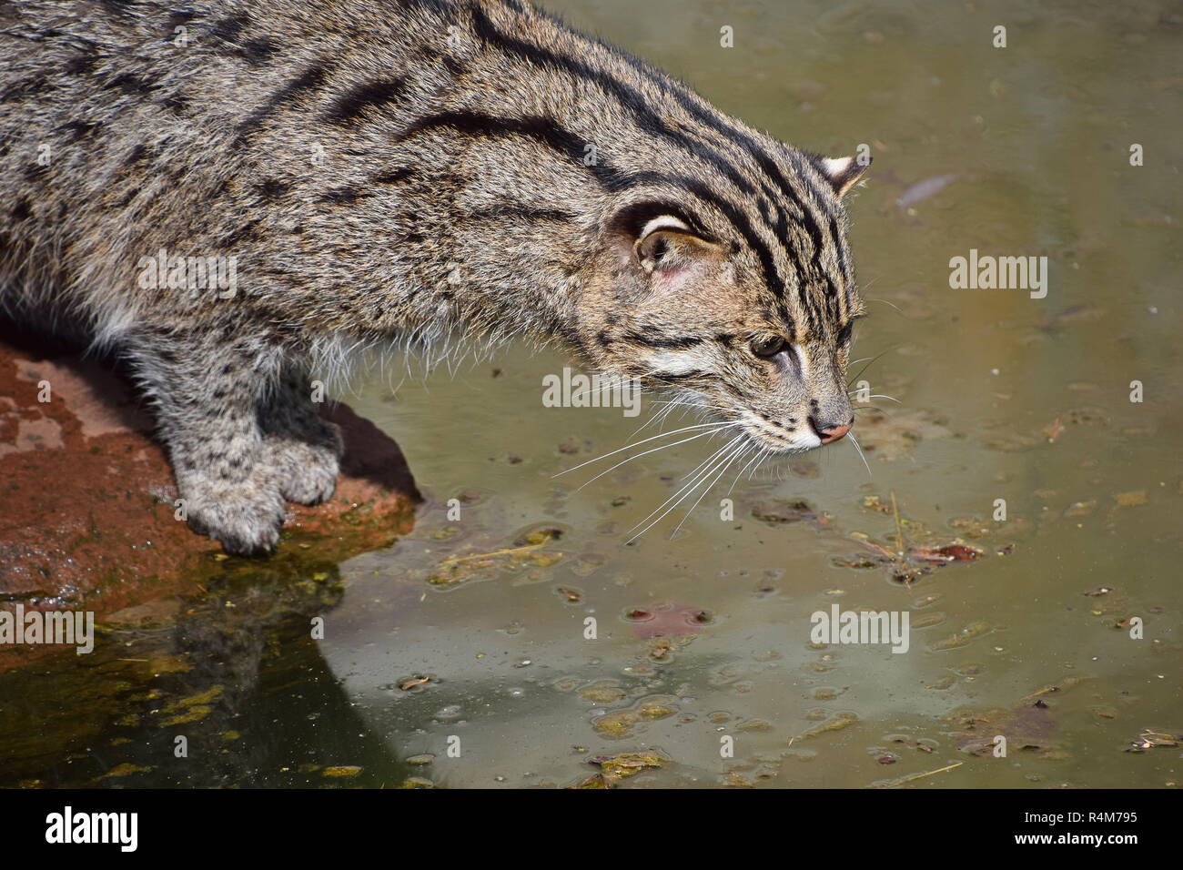 Fishing cat hunting and watching fish in water Stock Photo - Alamy