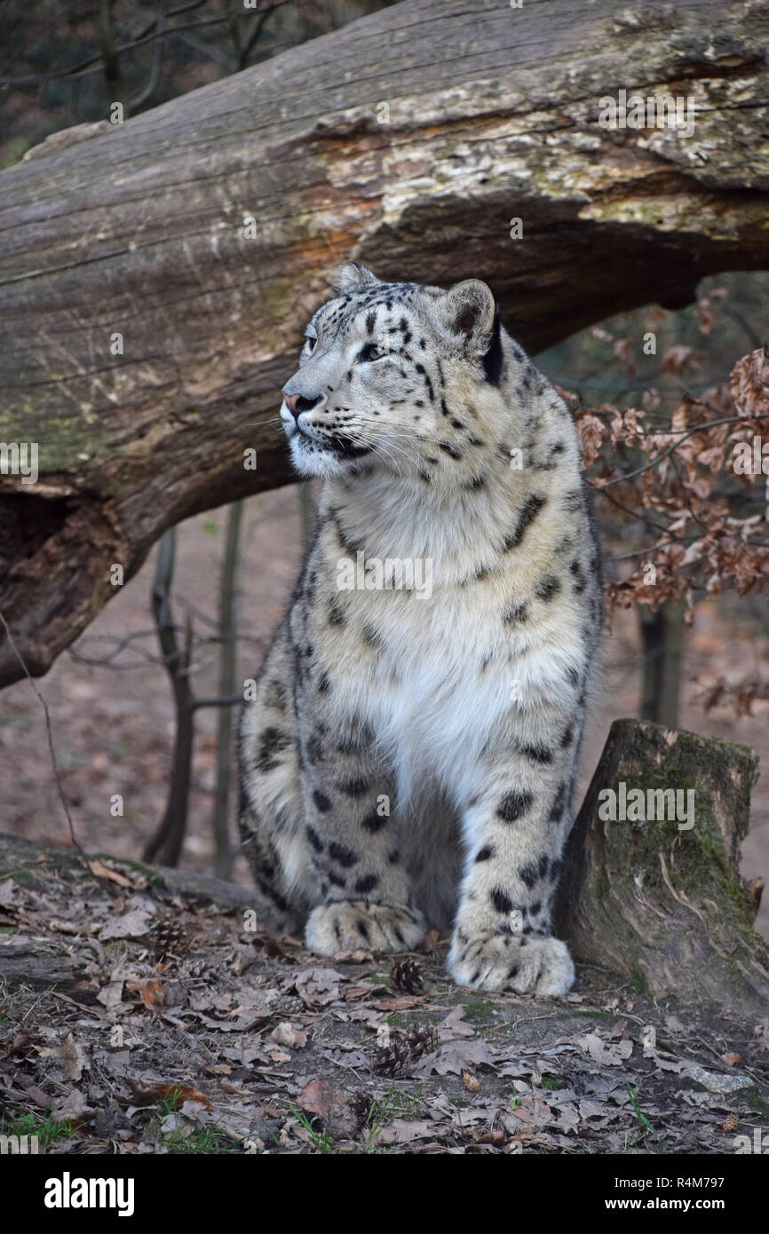Snow leopard in profile in hi-res stock photography and images - Alamy
