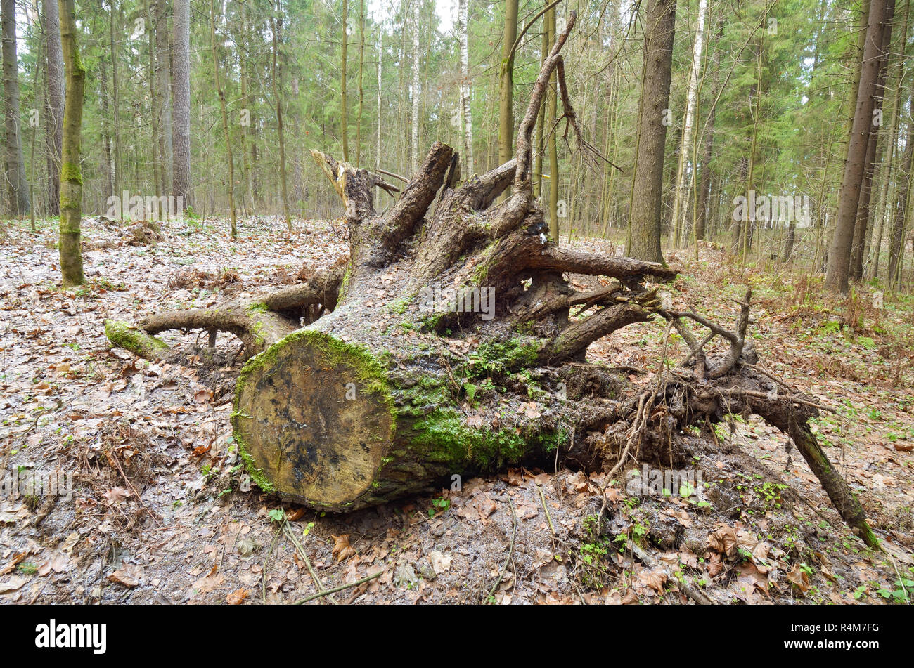Old rotten stump.It was left of a felled tree Stock Photo - Alamy