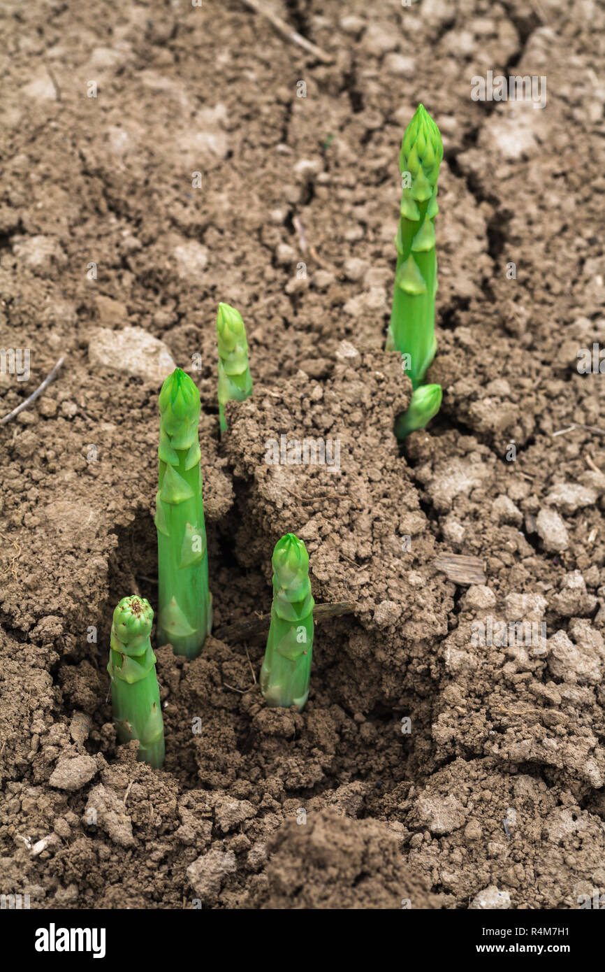 Spargel stechen hi-res stock photography and images - Alamy