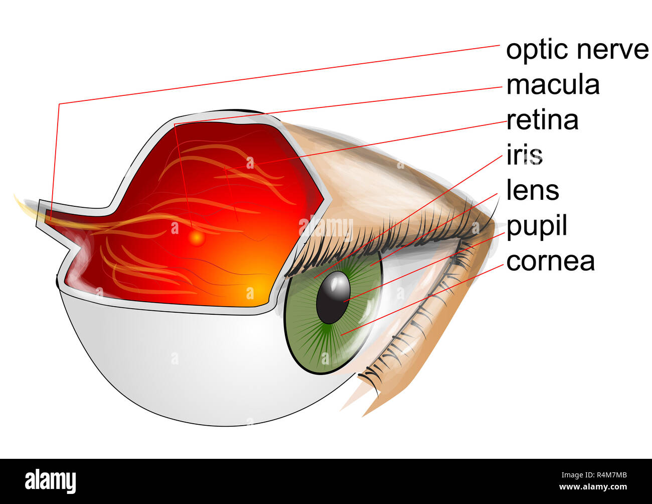 Eye Anatomy Illustration Stock Photos & Eye Anatomy Illustration Stock ...