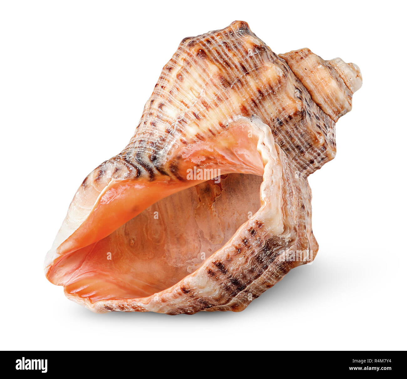 Seashell rapana vertically rotated Stock Photo - Alamy