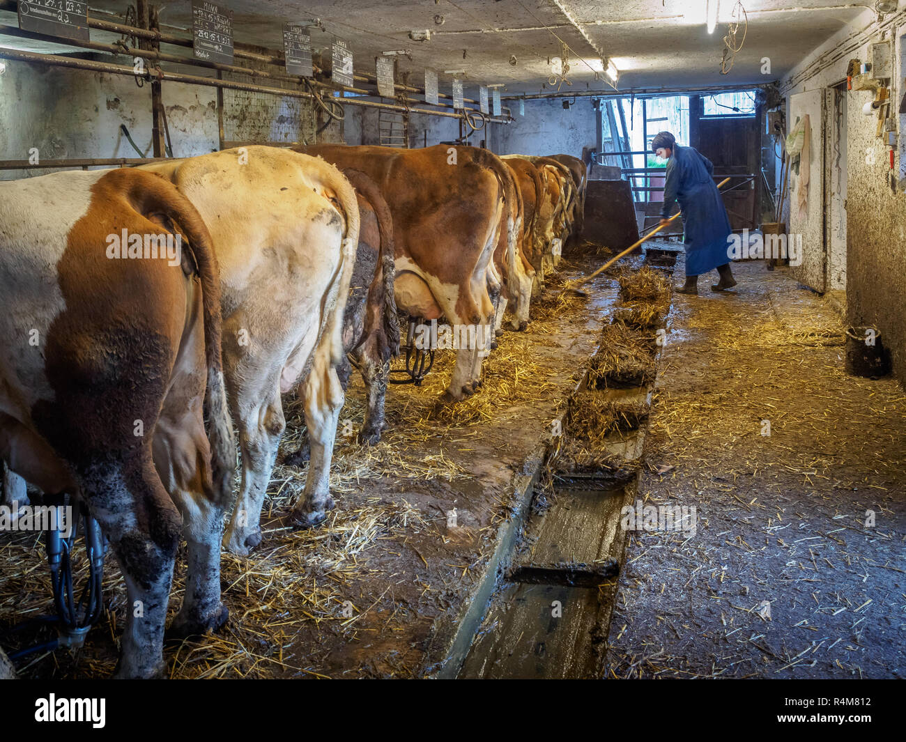 Dirty cow barn hi-res stock photography and images - Alamy