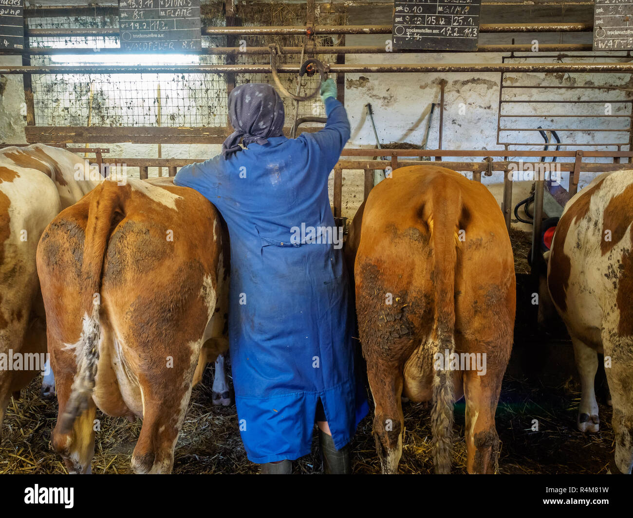 Woman cow farm milking hi-res stock photography and images - Alamy