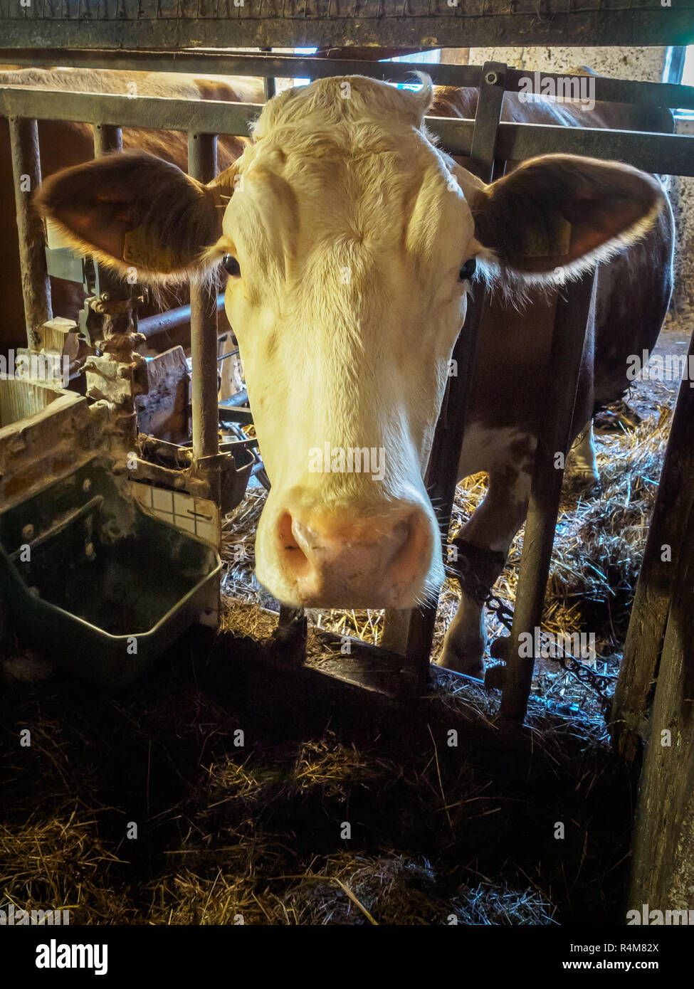 Milk cows in an rustic cowshed at a small austrian dairy farm weit for ...