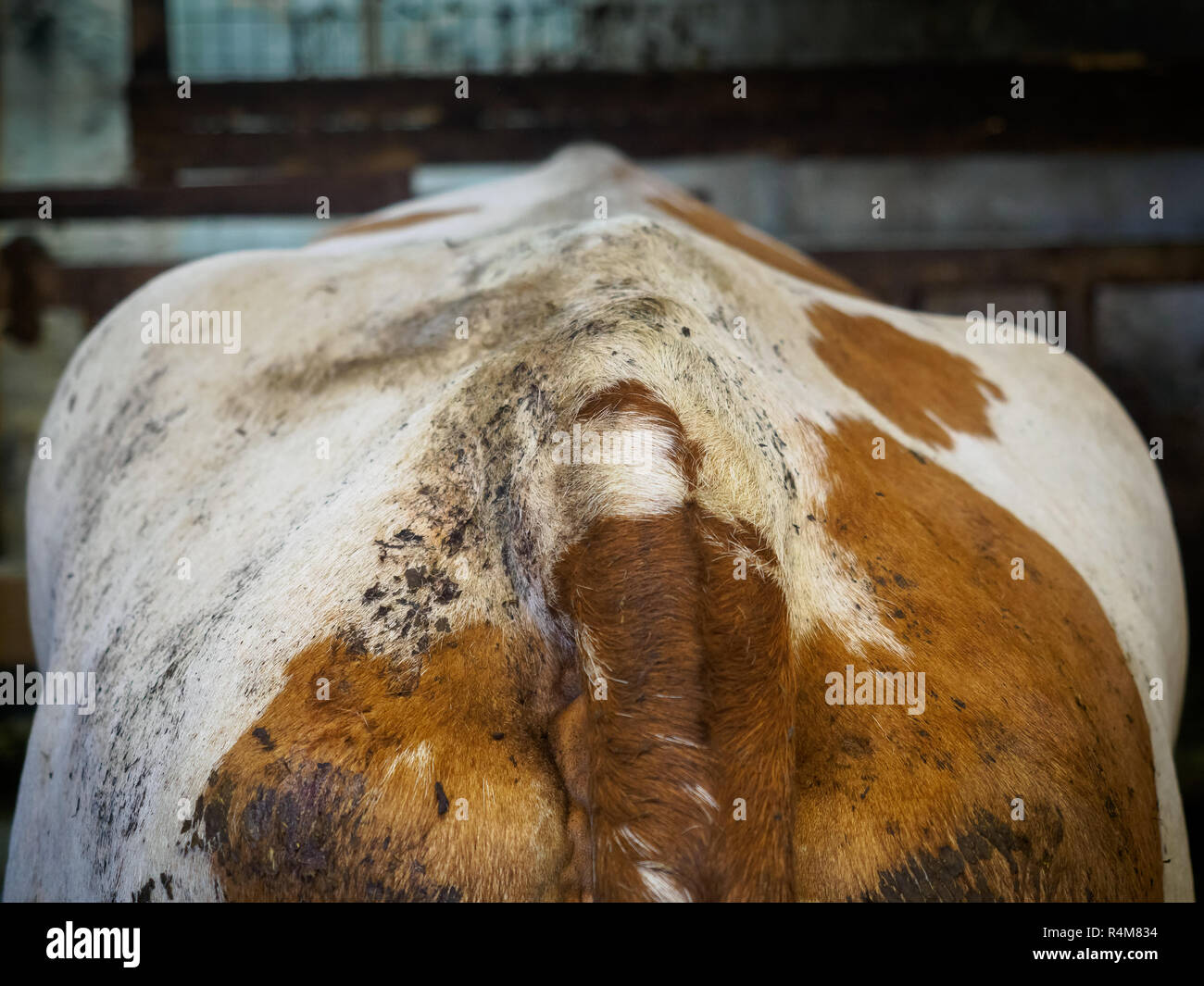 Livestock cow back cattle detail hi-res stock photography and images ...