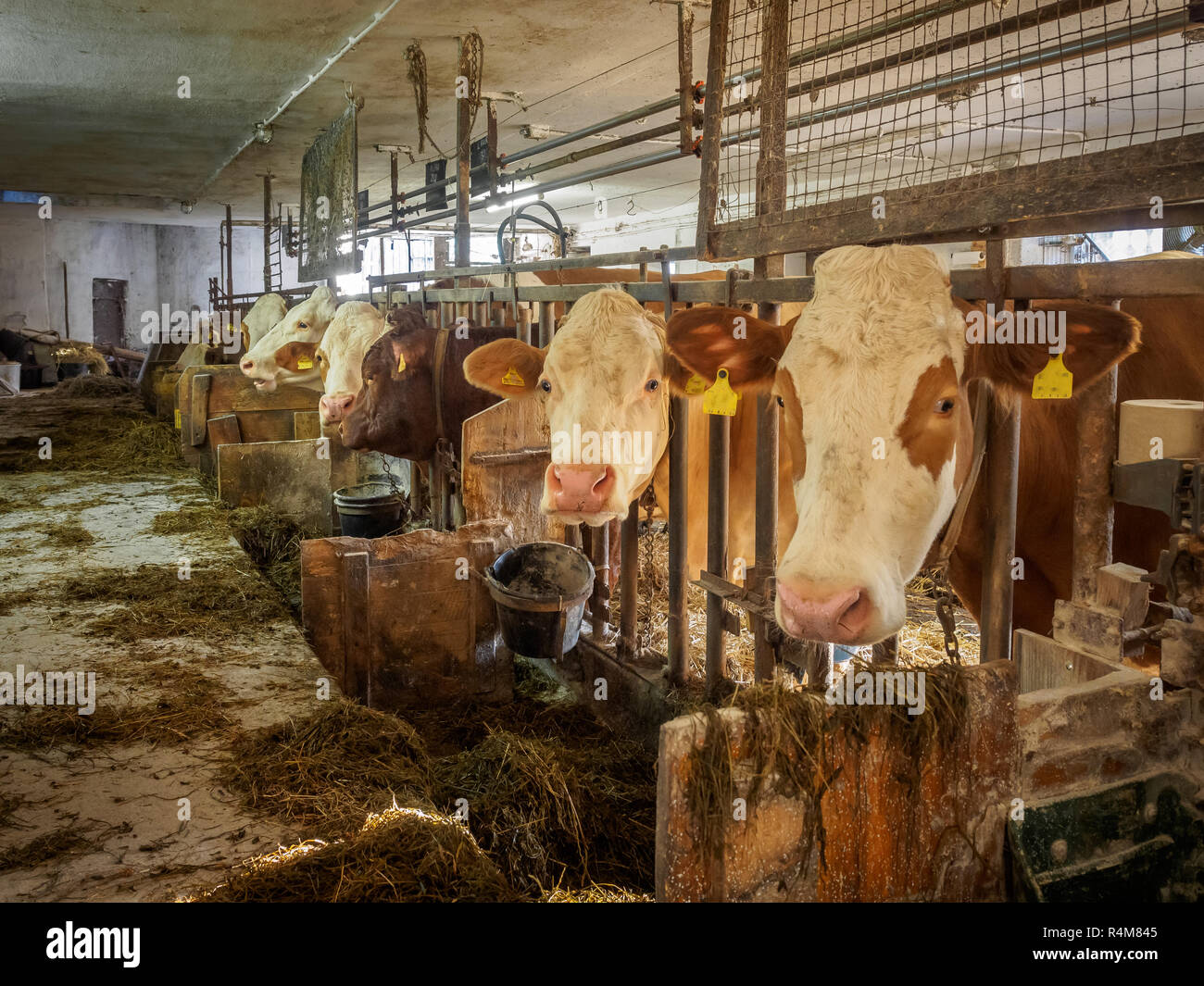 Dirty dairy hi-res stock photography and images - Alamy
