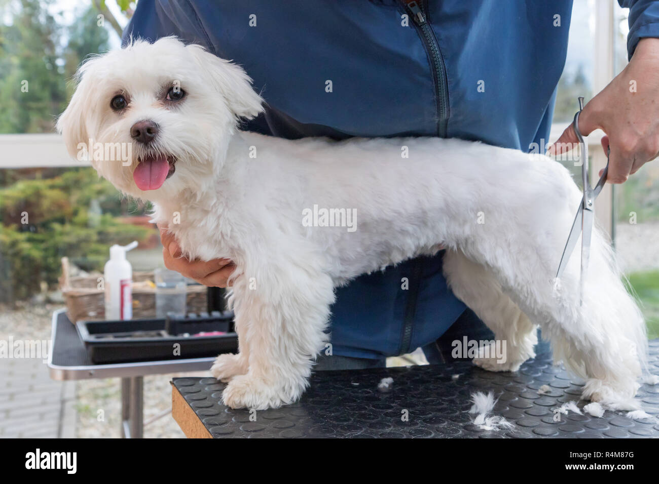Cutting of adorable white dog Stock Photo - Alamy