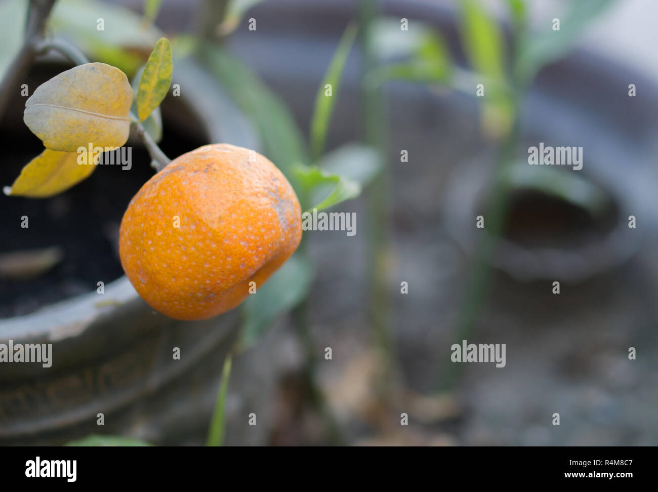 Large Fleshy Fruit High Resolution Stock Photography and Images - Alamy