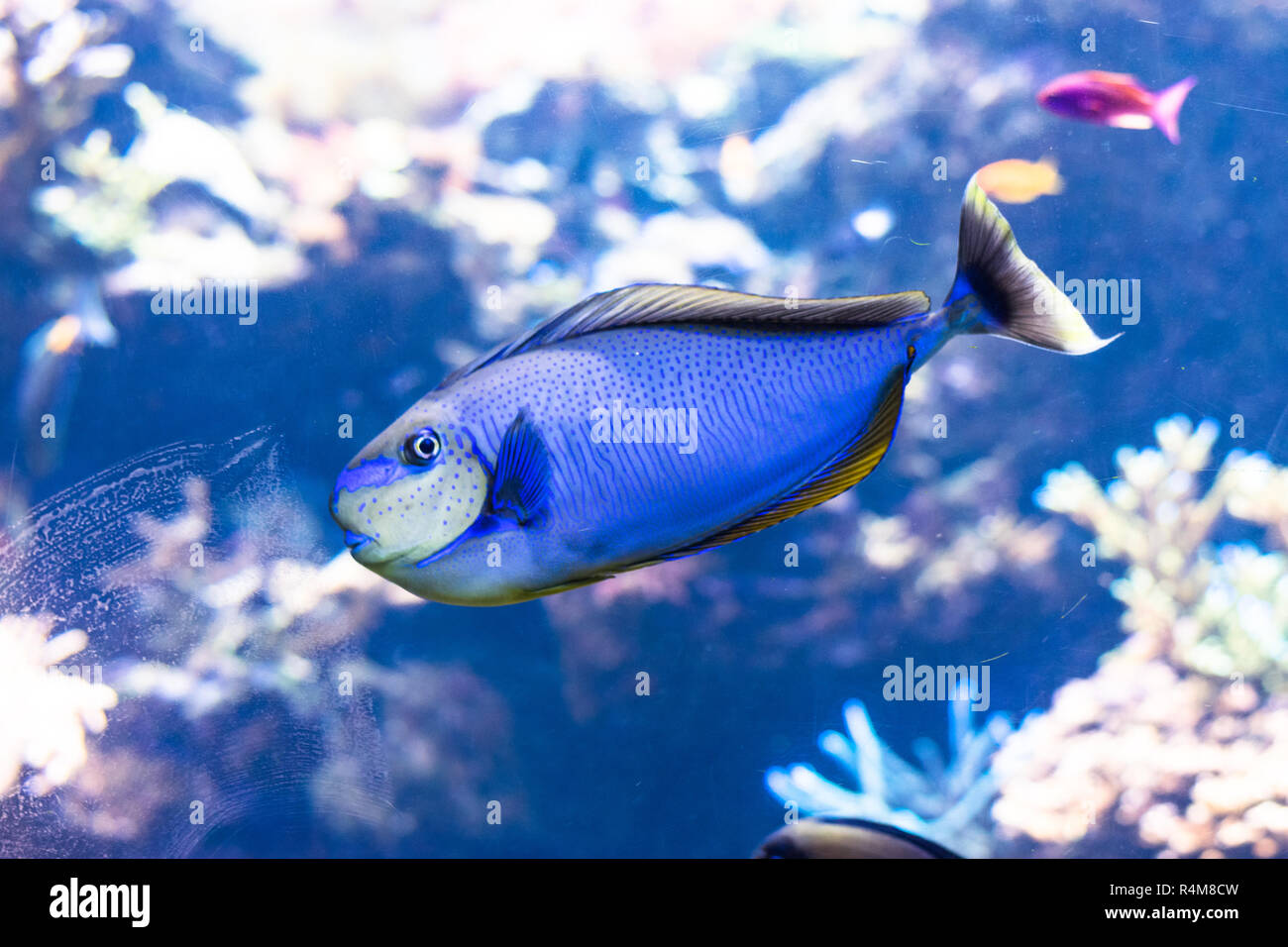 Blue tang fishes and coral reef life. Background and graphic use Stock ...
