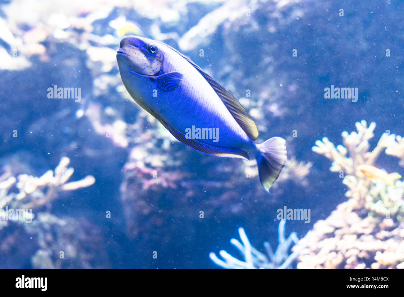Blue tang fishes and coral reef life. Background and graphic use Stock ...