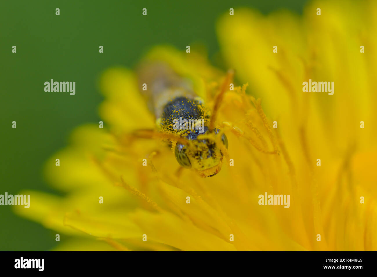 French field wasp hi-res stock photography and images - Alamy