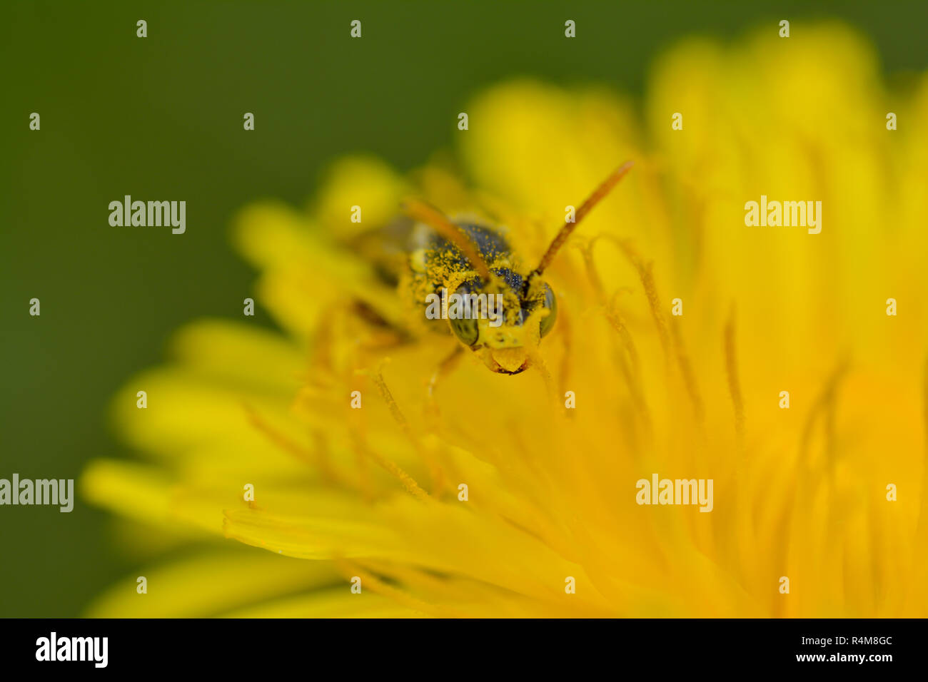 French field wasp hi-res stock photography and images - Alamy