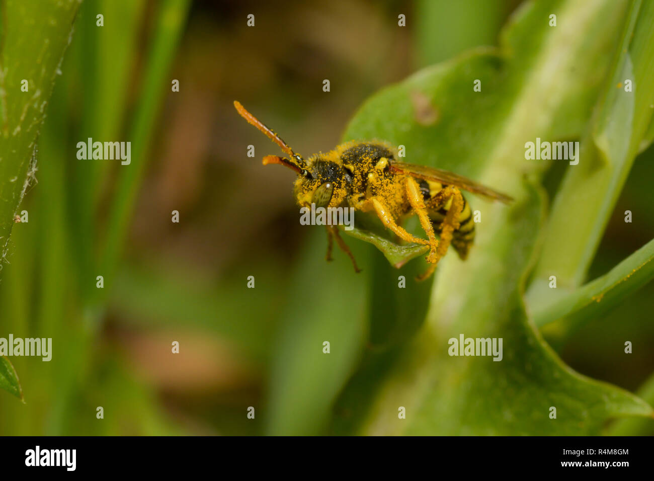 French field wasp hi-res stock photography and images - Alamy