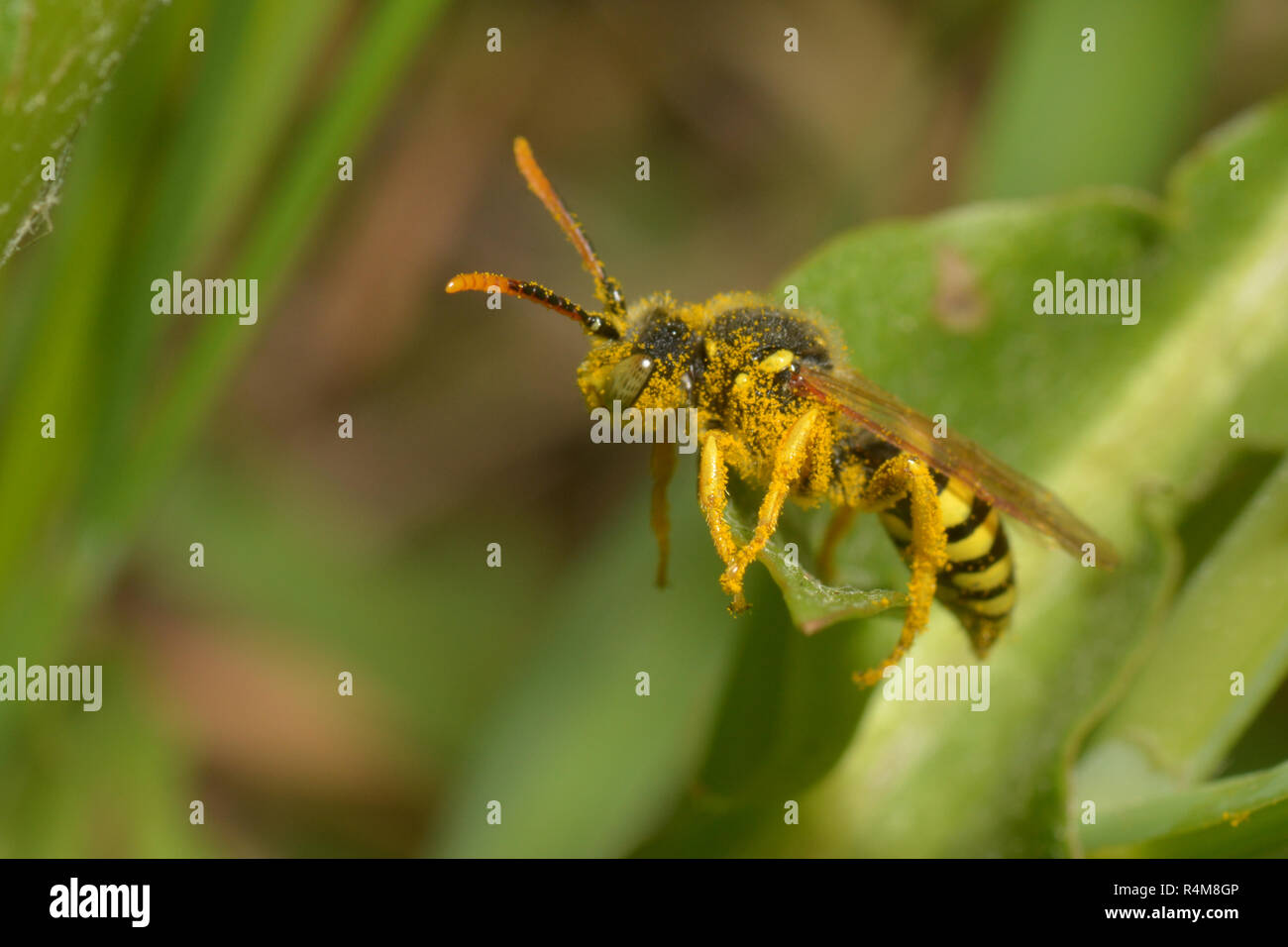 French field wasp hi-res stock photography and images - Alamy