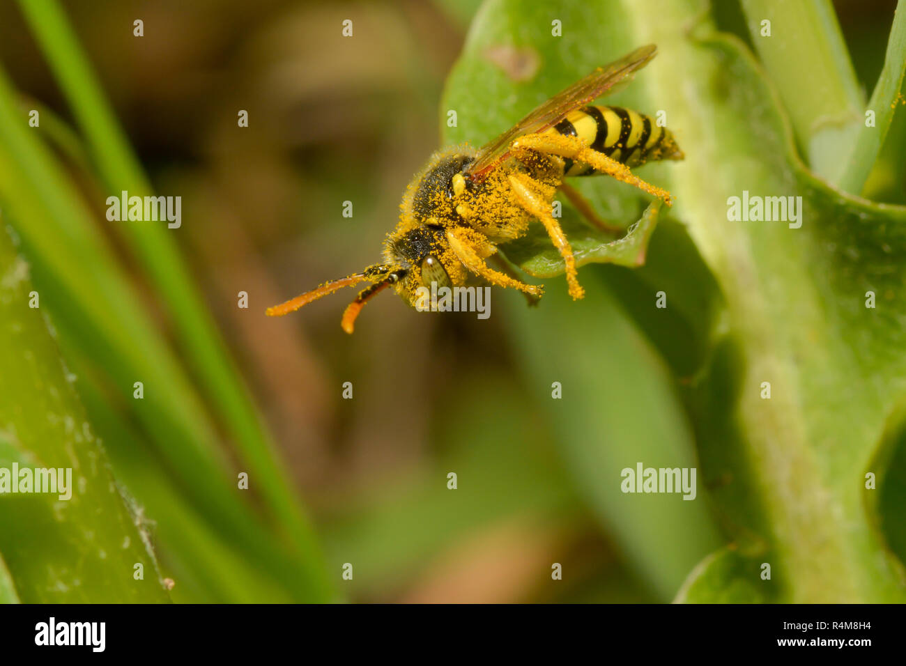 French field wasp hi-res stock photography and images - Alamy