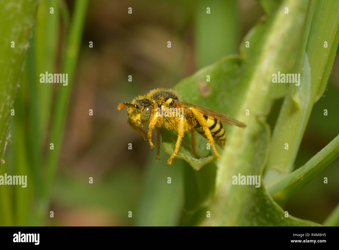 French field wasp hi-res stock photography and images - Alamy