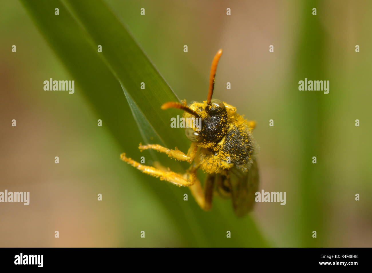 French field wasp hi-res stock photography and images - Alamy