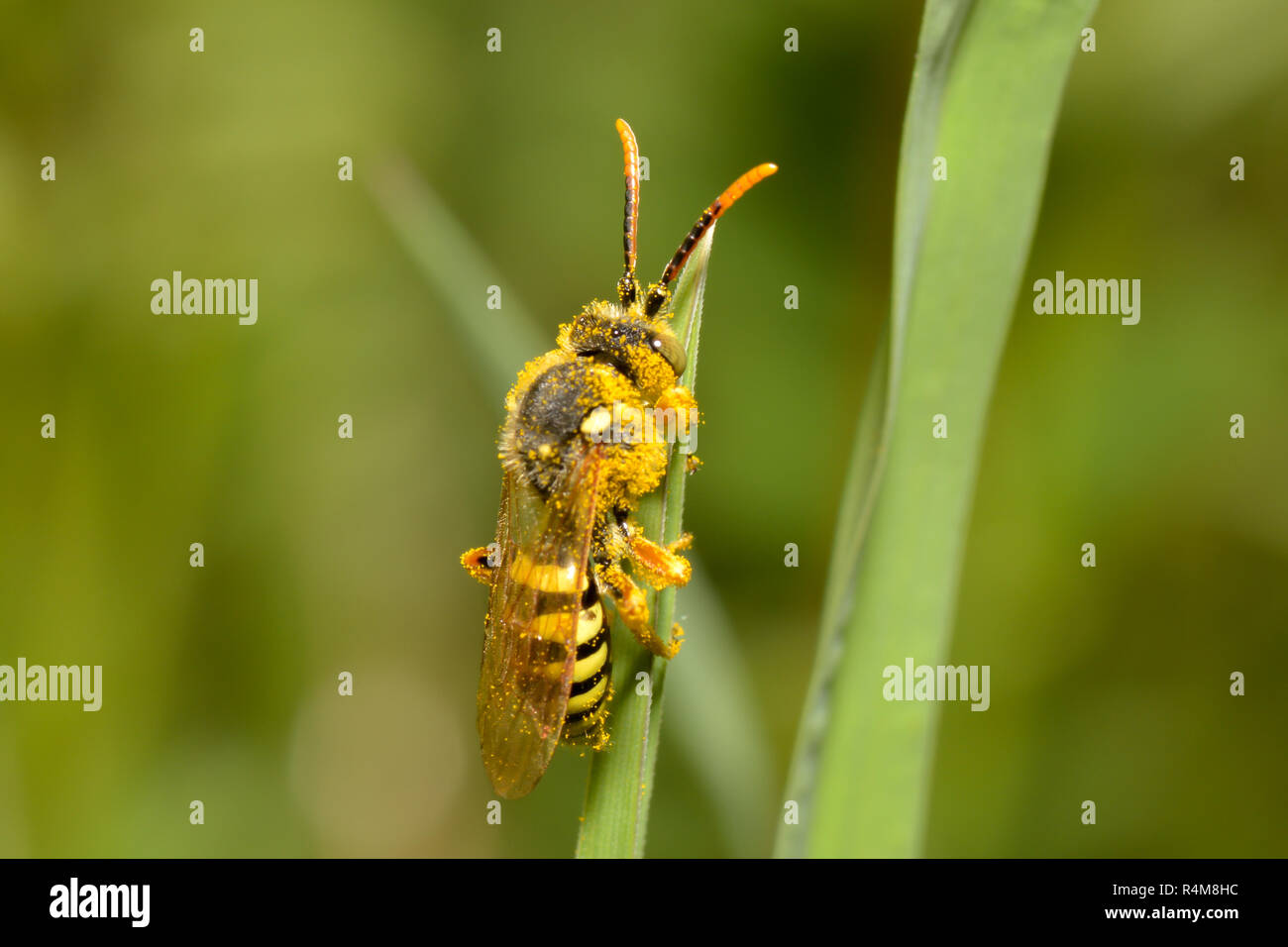 French field wasp hi-res stock photography and images - Alamy