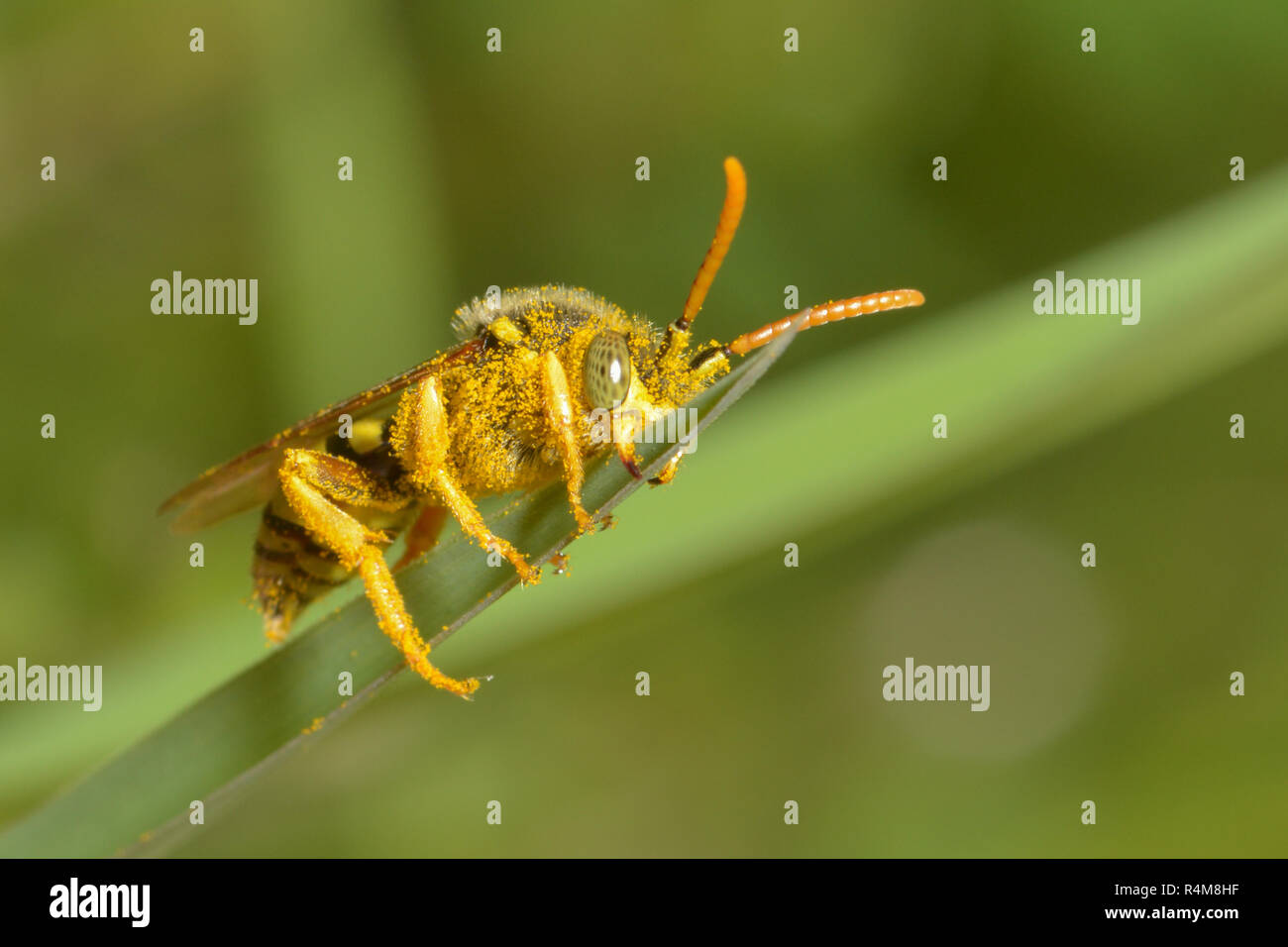 French field wasp hi-res stock photography and images - Alamy