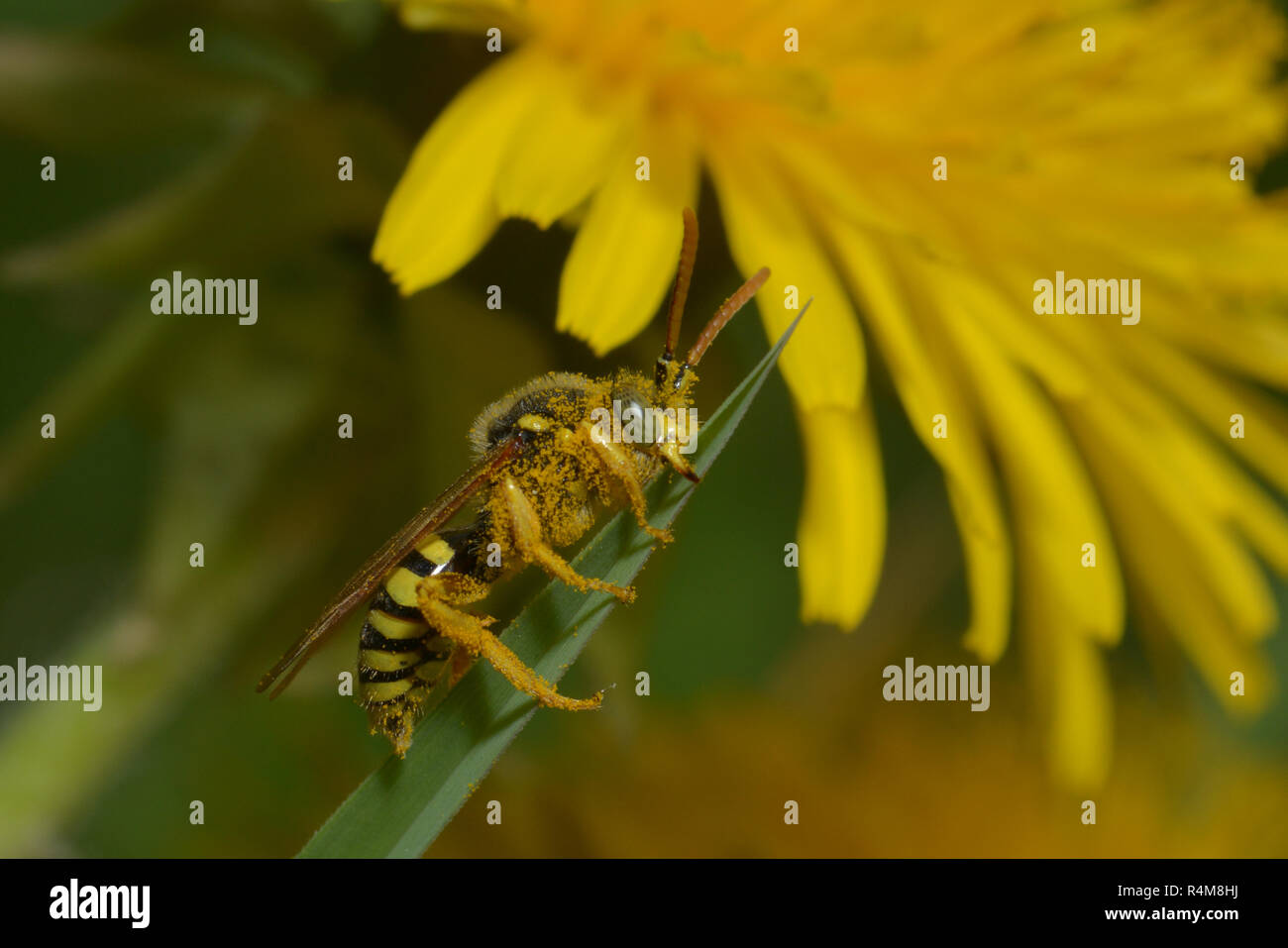 French field wasp hi-res stock photography and images - Alamy