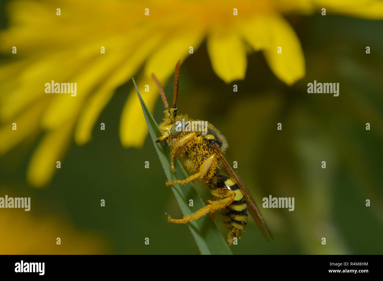 French field wasp hi-res stock photography and images - Alamy