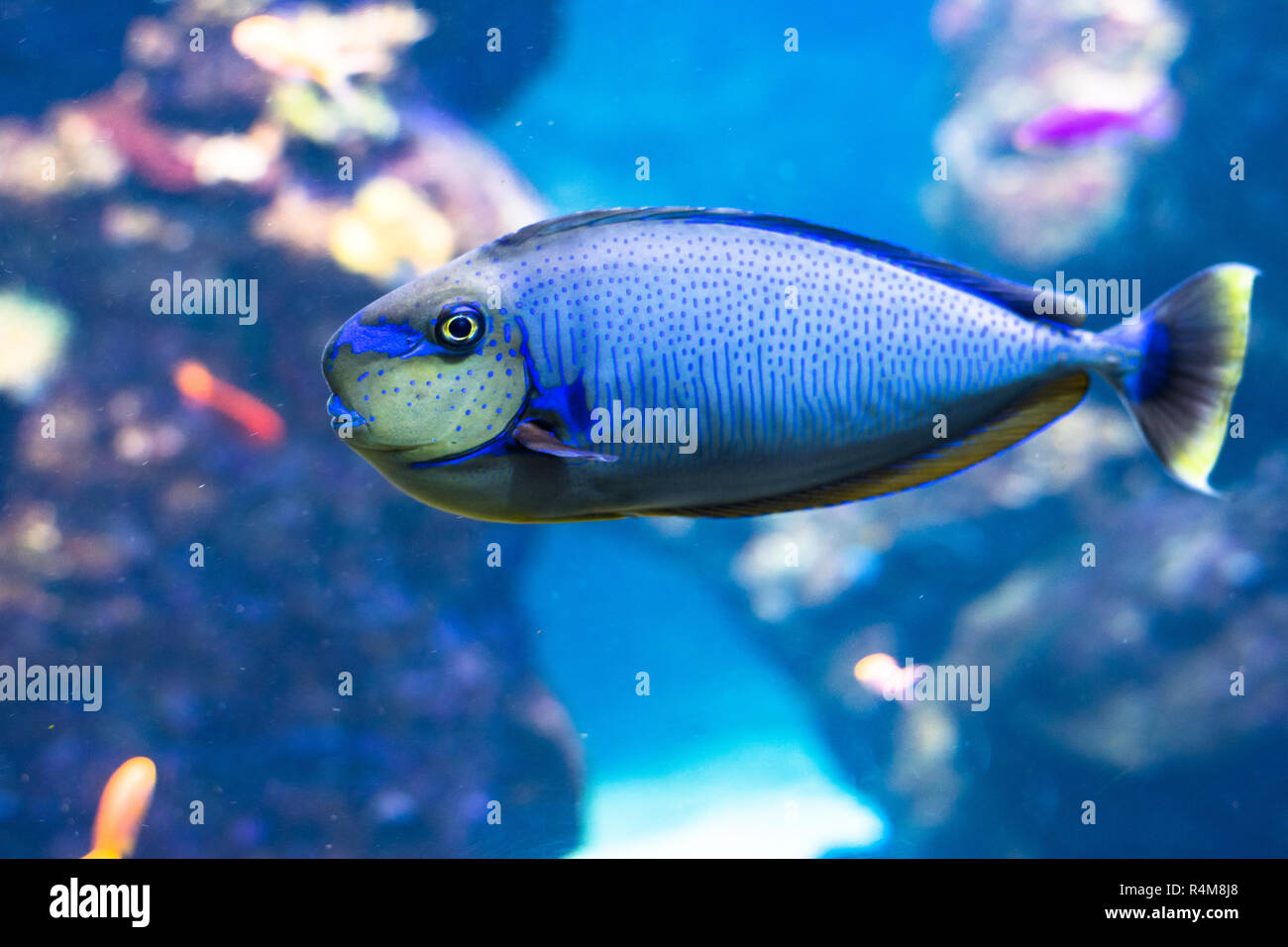 Blue tang fishes and coral reef life. Background and graphic use Stock ...