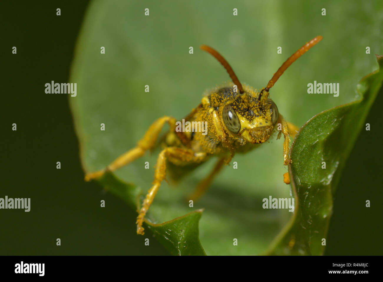 Insektenwet hi-res stock photography and images - Alamy
