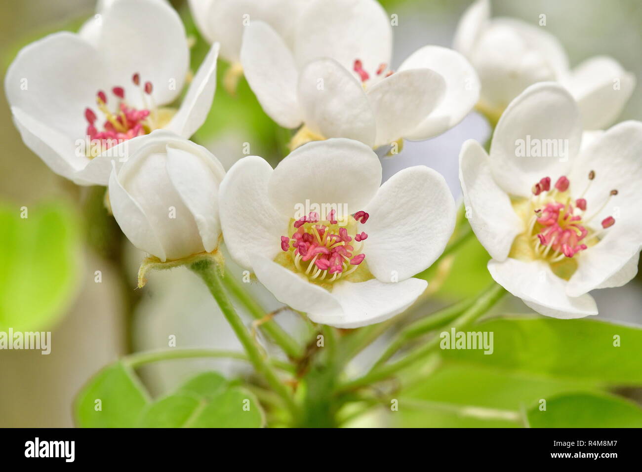 Snow pear tree hi-res stock photography and images - Alamy