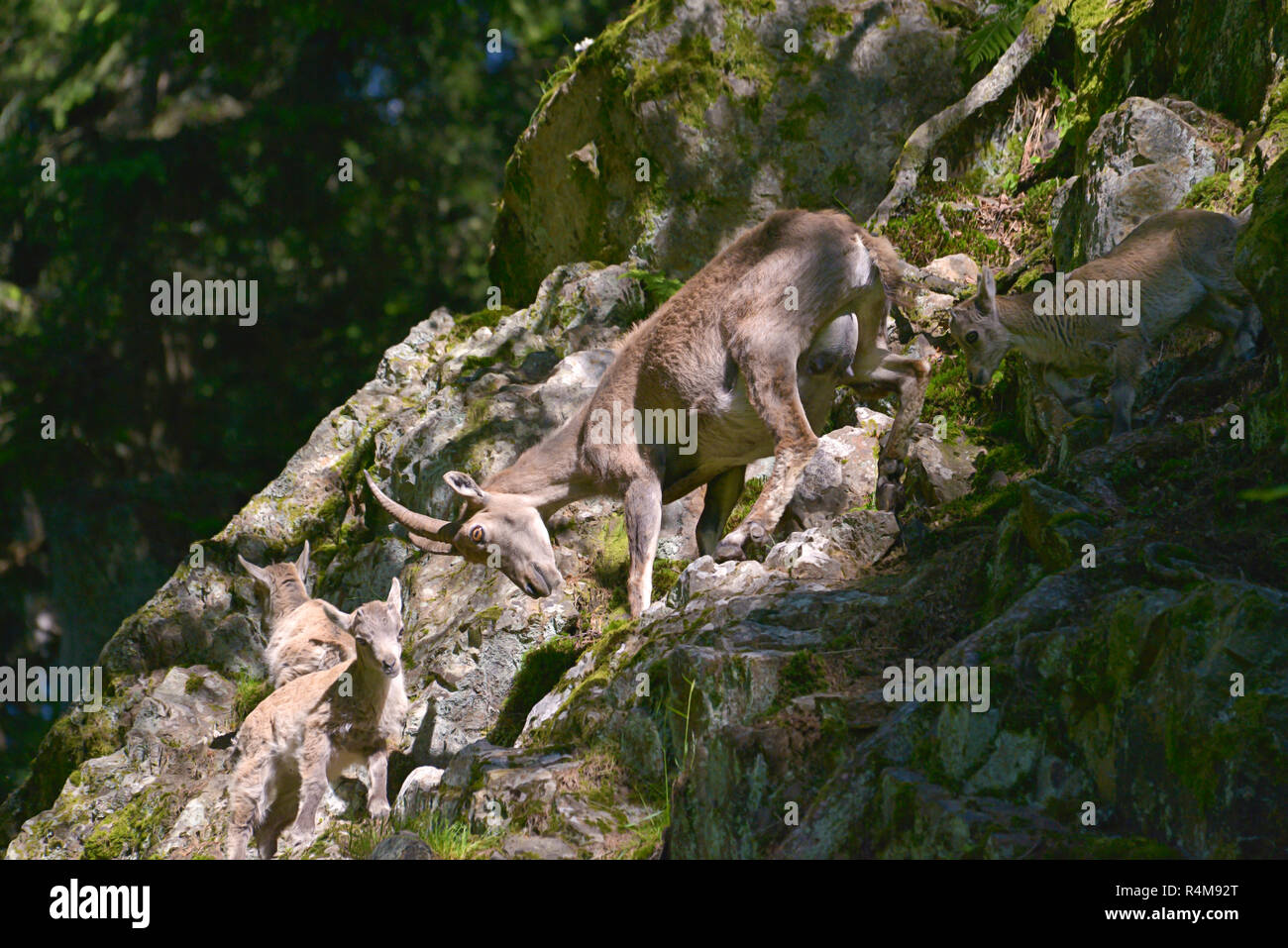 Alpine ibex goat climbing hi-res stock photography and images - Alamy