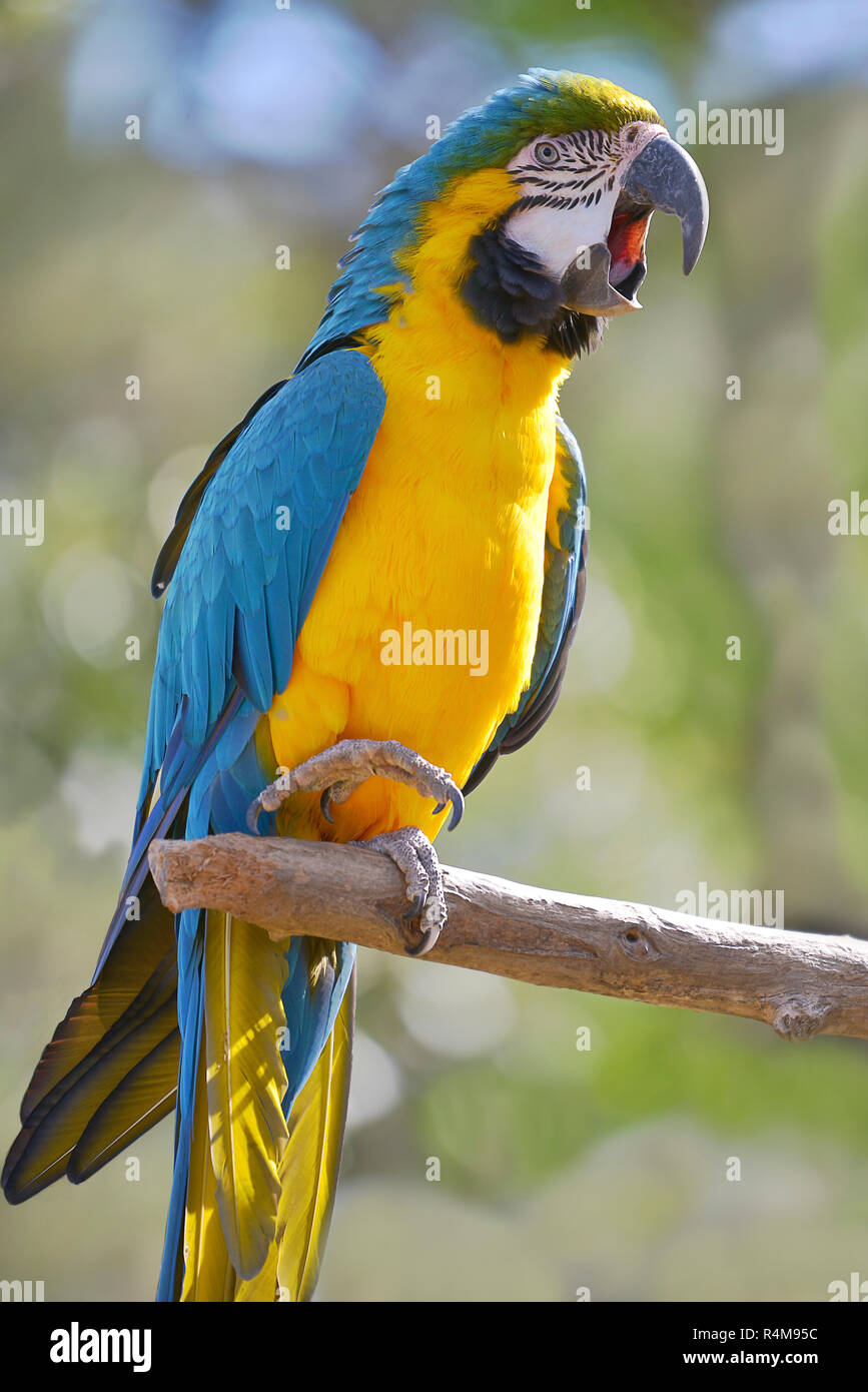 Finger perch hi-res stock photography and images - Alamy