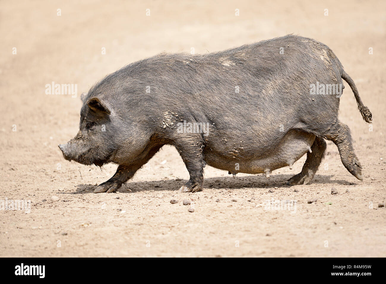 Vietnamese potbellied pig Stock Photo - Alamy