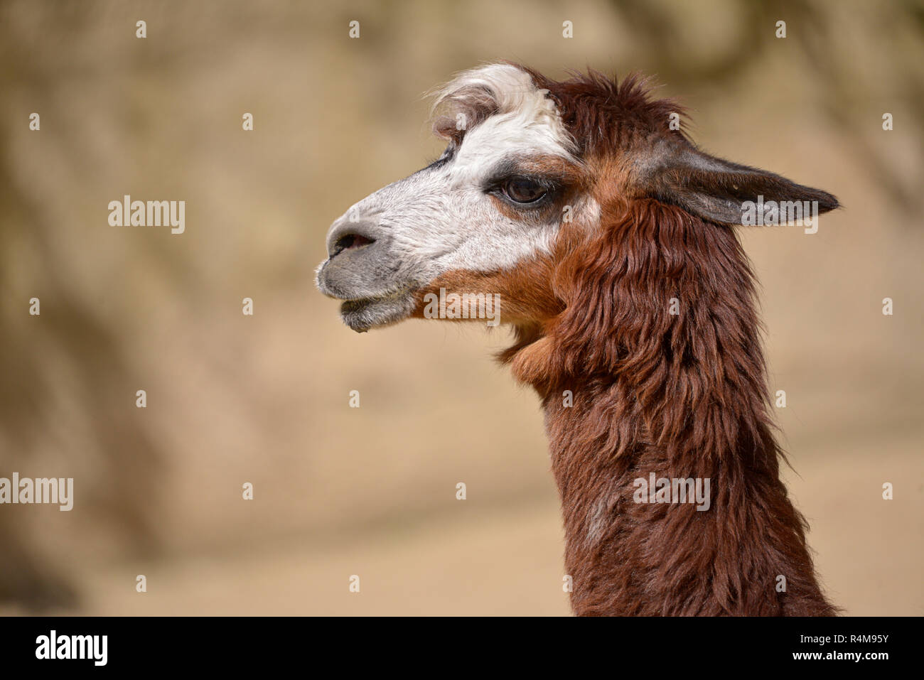 Portrait grey alpaca Stock Photo - Alamy