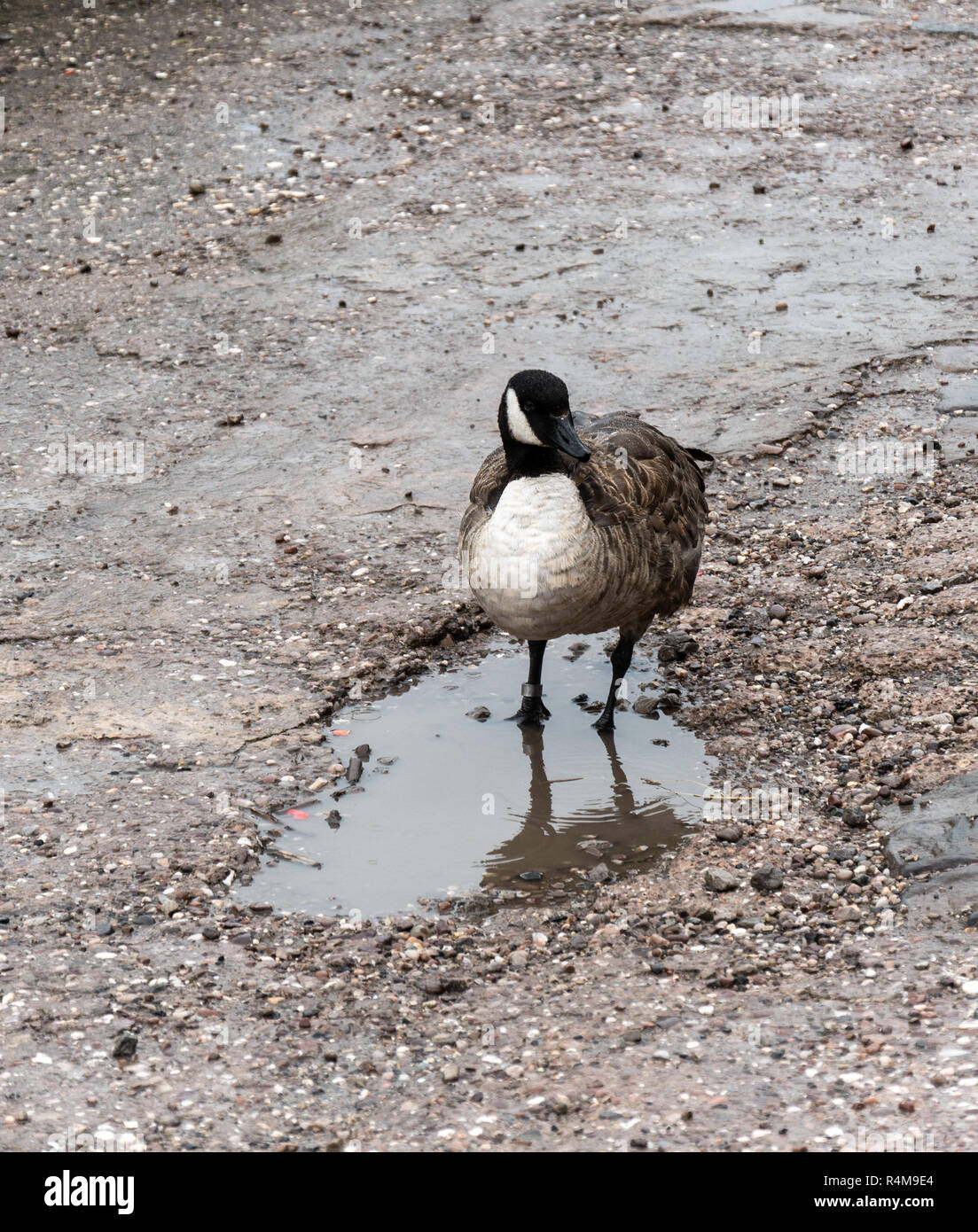 Canada goose (Branta Canadensis) in a puddle Stock Photo - Alamy