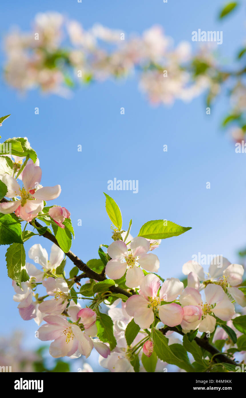 Nature background tiny apple tree hi-res stock photography and images ...