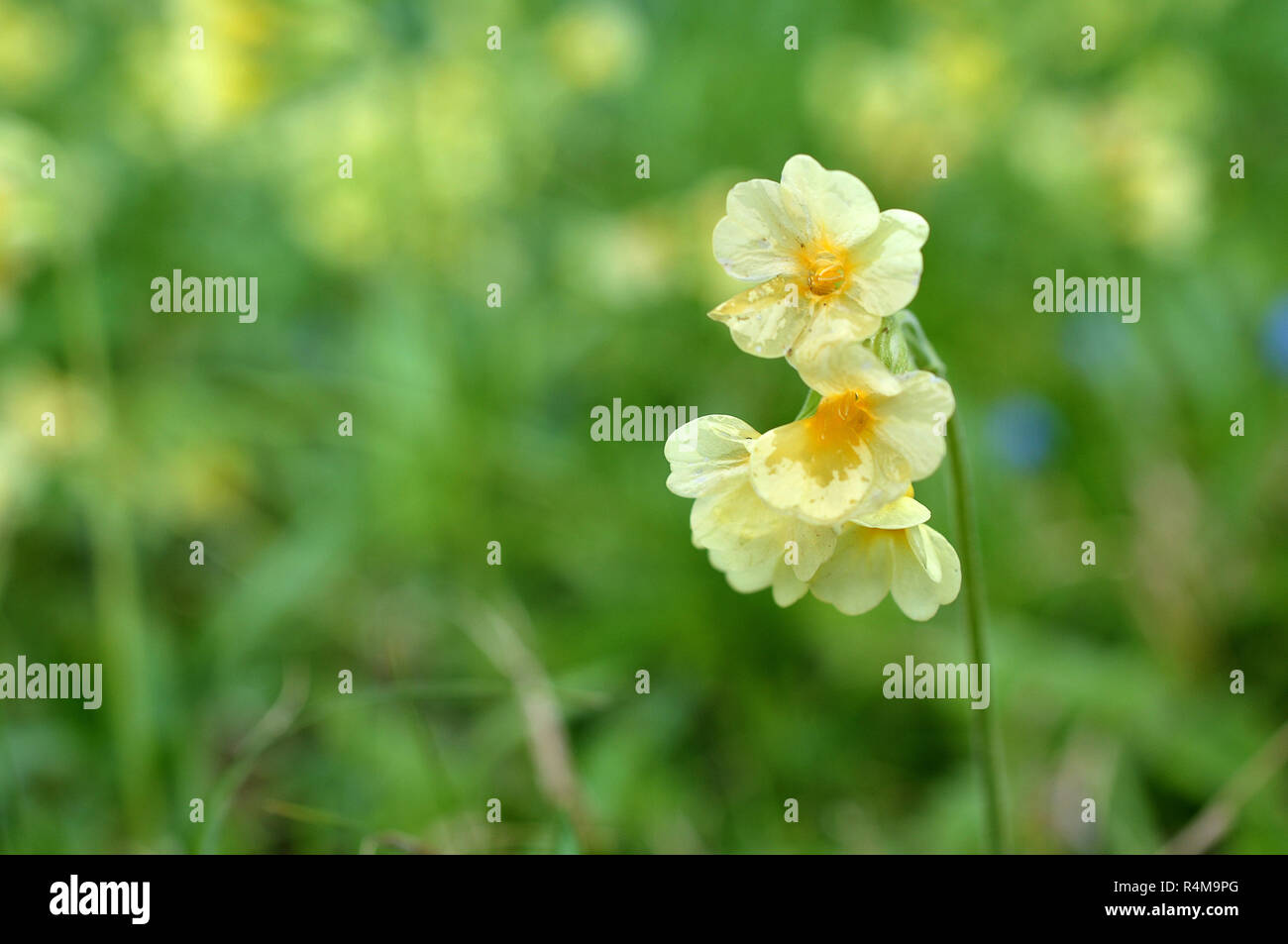 sky key on a meadow in spring Stock Photo - Alamy