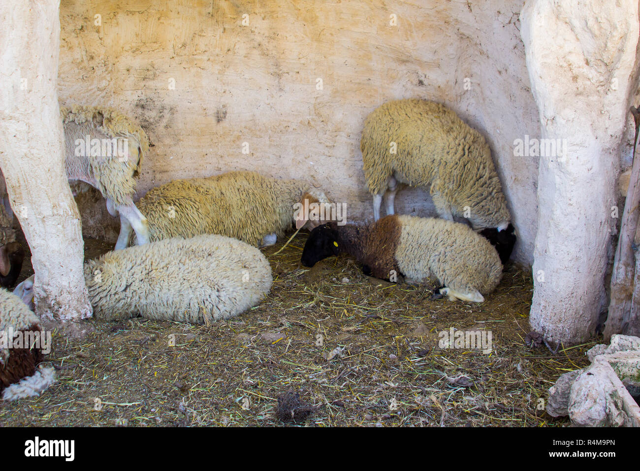 Sheep breeds hi-res stock photography and images - Alamy